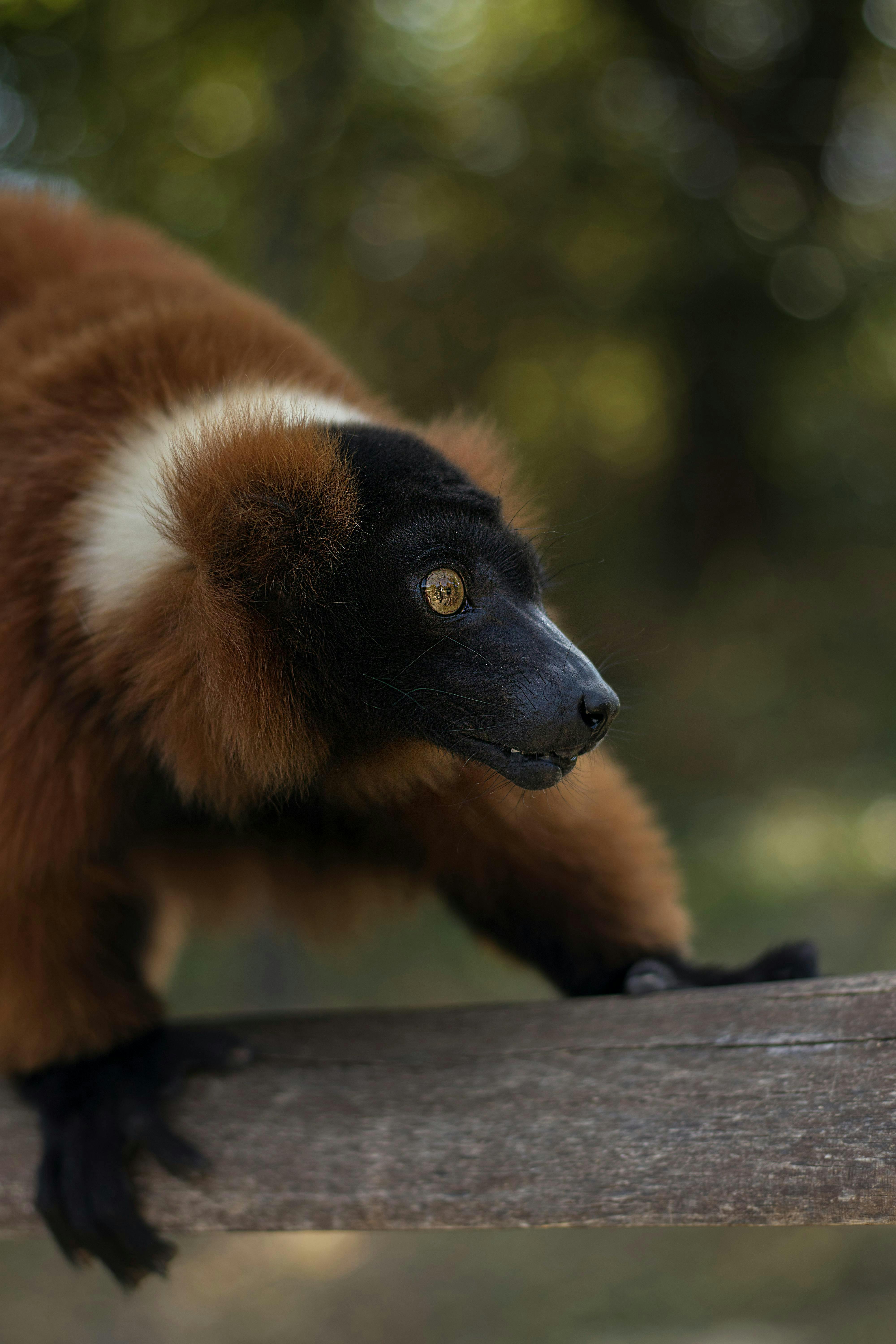Red Ruffed Lemur in Natural Habitat · Free Stock Photo
