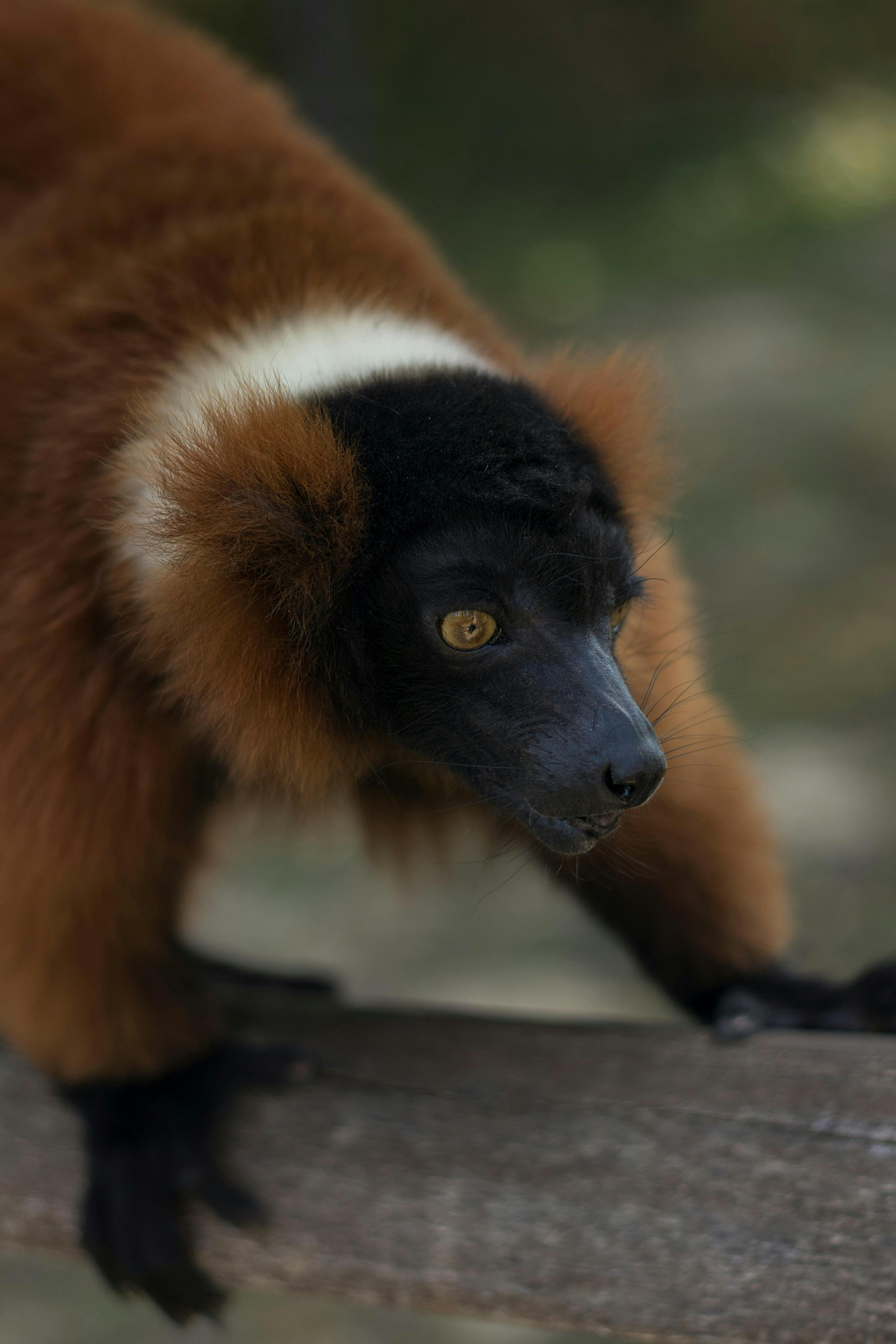 Red Ruffed Lemur on Branch in Natural Habitat · Free Stock Photo