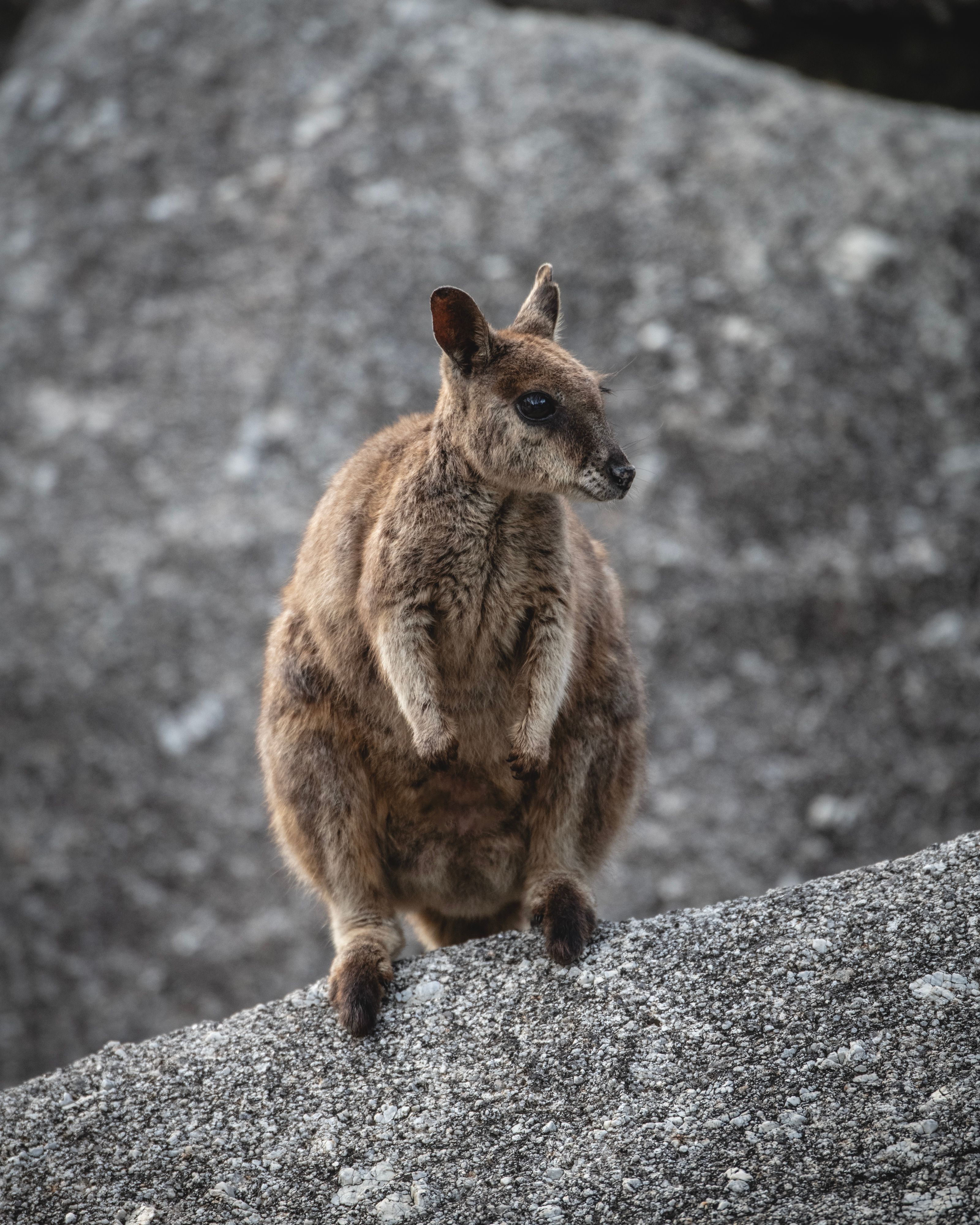 Wild Rock Wallaby Resting on Rocky Surface · Free Stock Photo