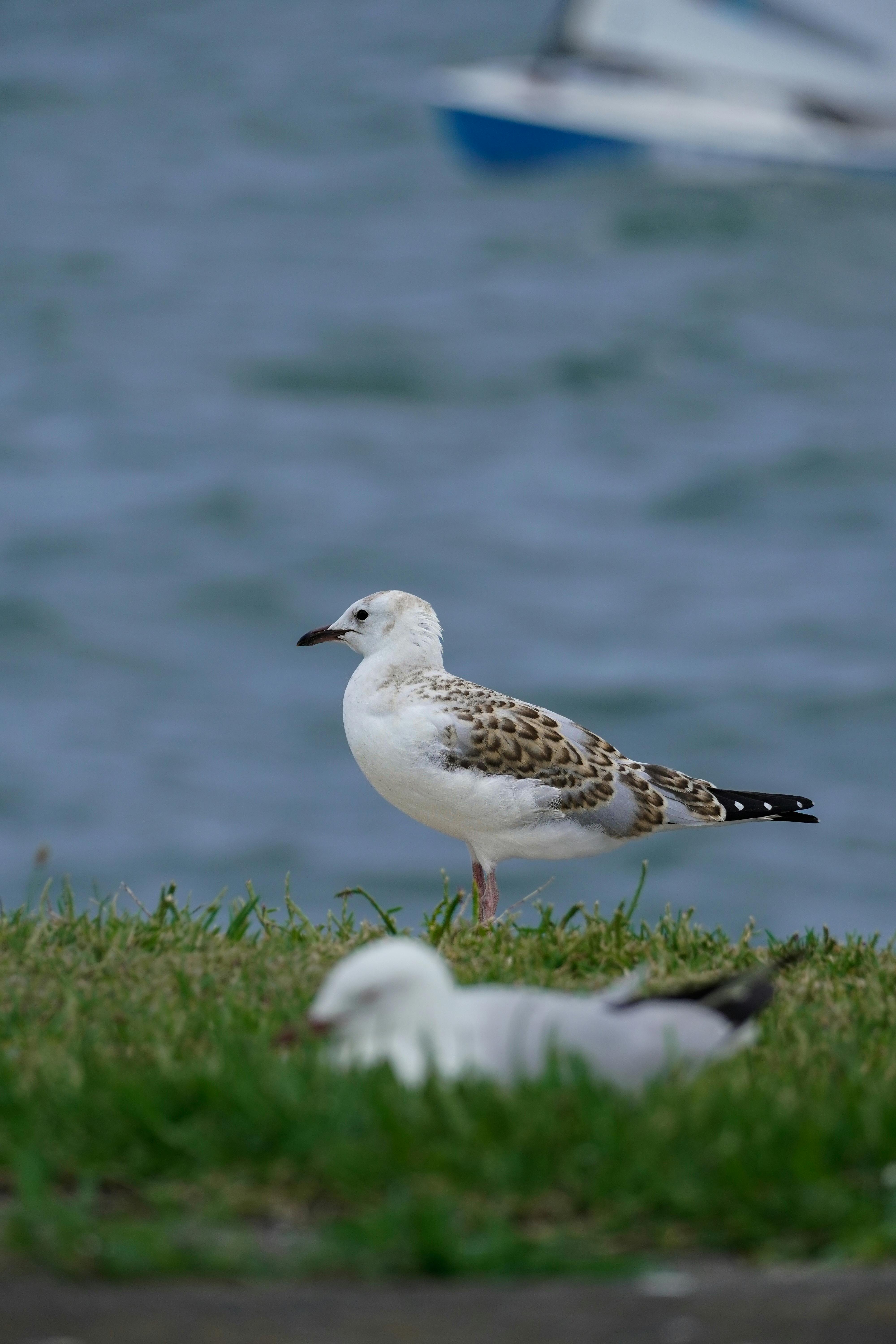 Wild Bird Photos, Download The BEST Free Wild Bird Stock Photos & HD Images