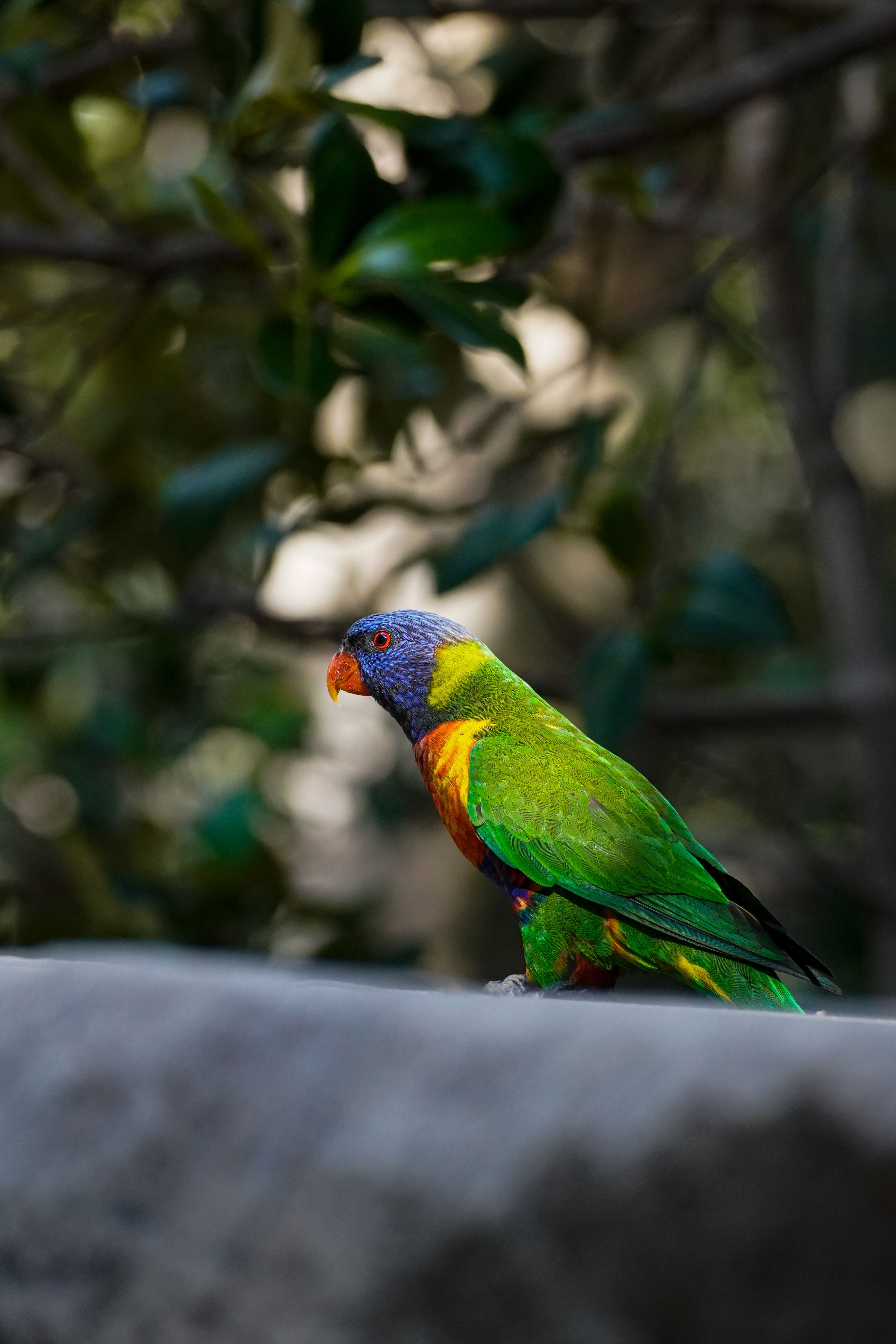 Wild Bird Photos, Download The BEST Free Wild Bird Stock Photos & HD Images