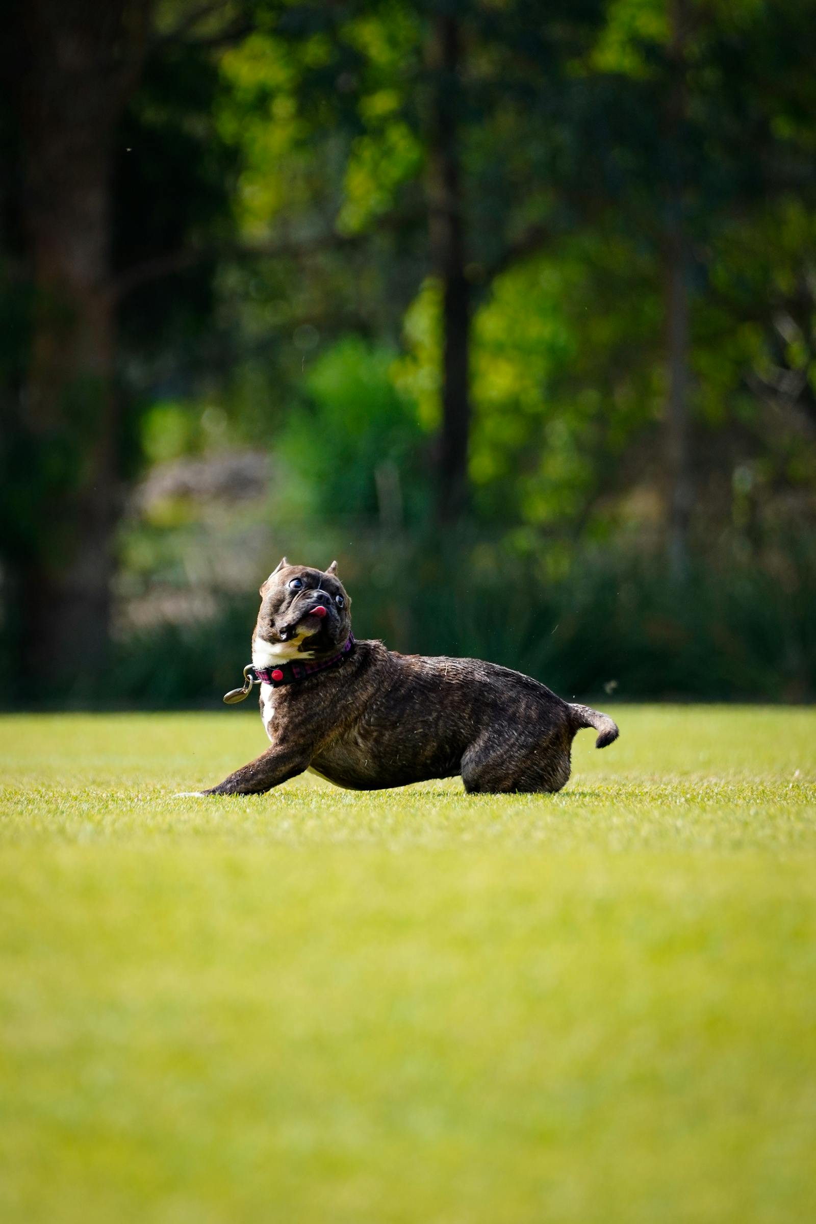 Dog Breed Photos, Download The BEST Free Dog Breed Stock Photos & HD Images