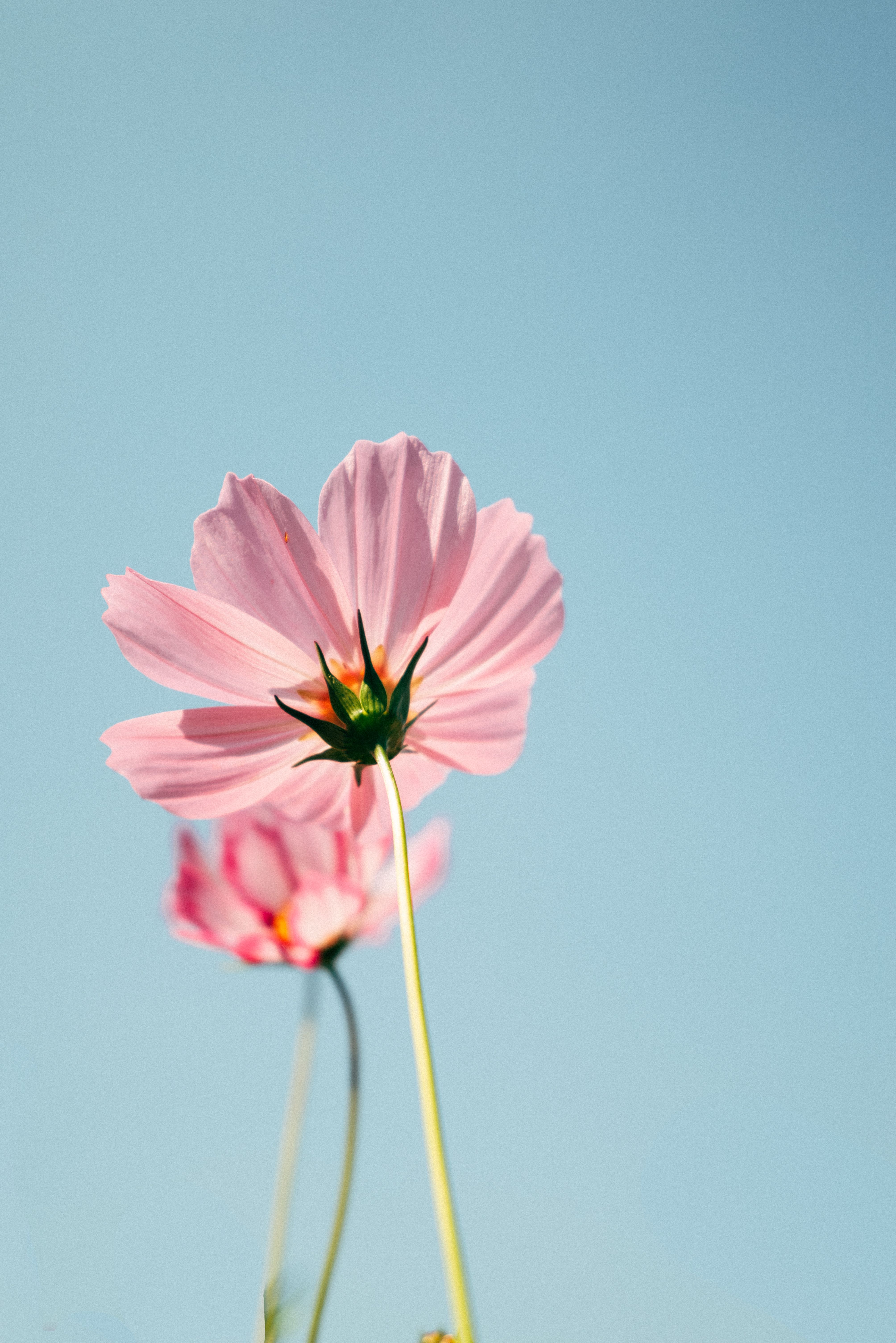 Pink Blooming Peony Flower in Closeup Photography · Free Stock Photo