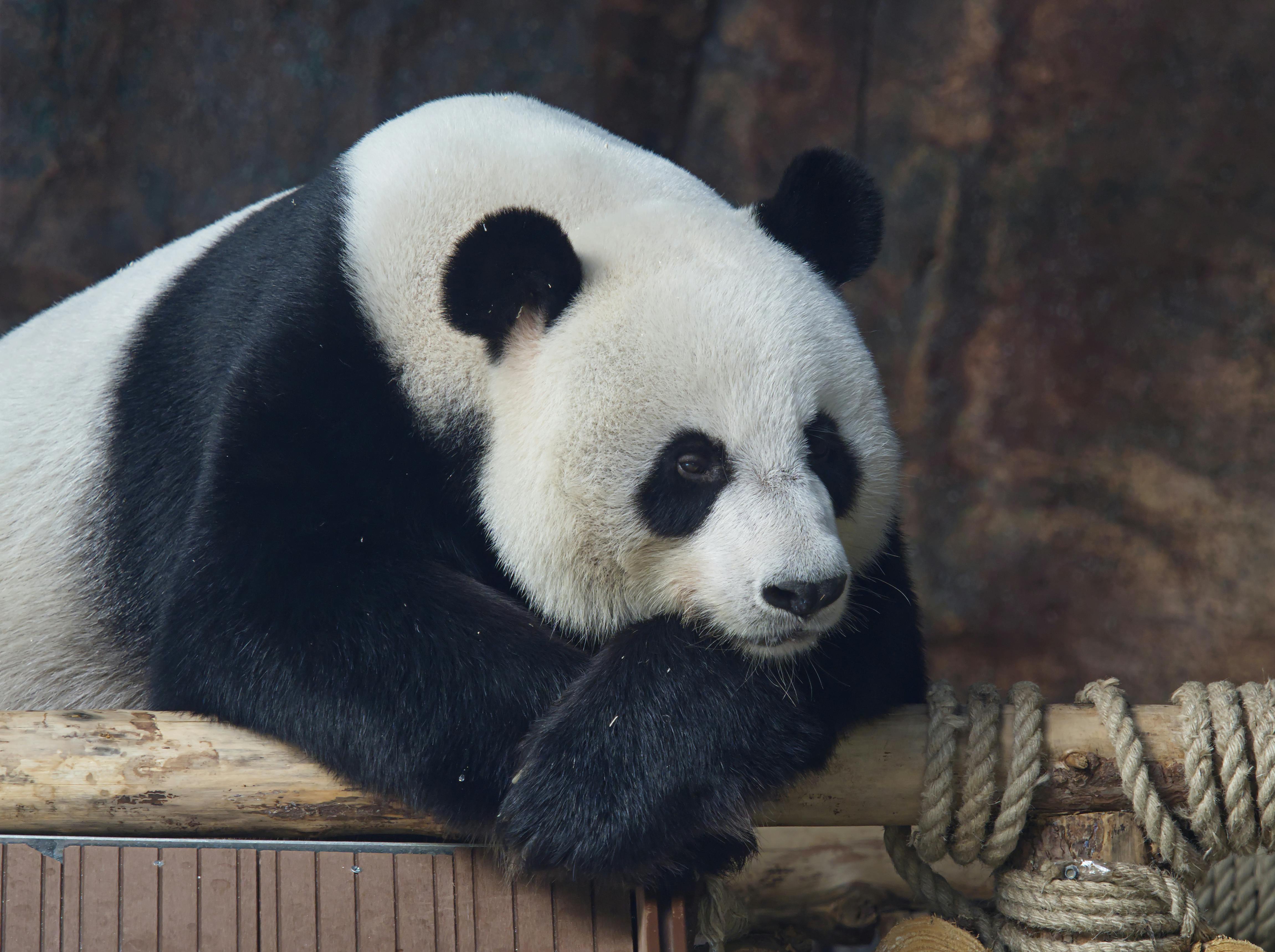 Relaxed Giant Panda Resting Indoors in China · Free Stock Photo