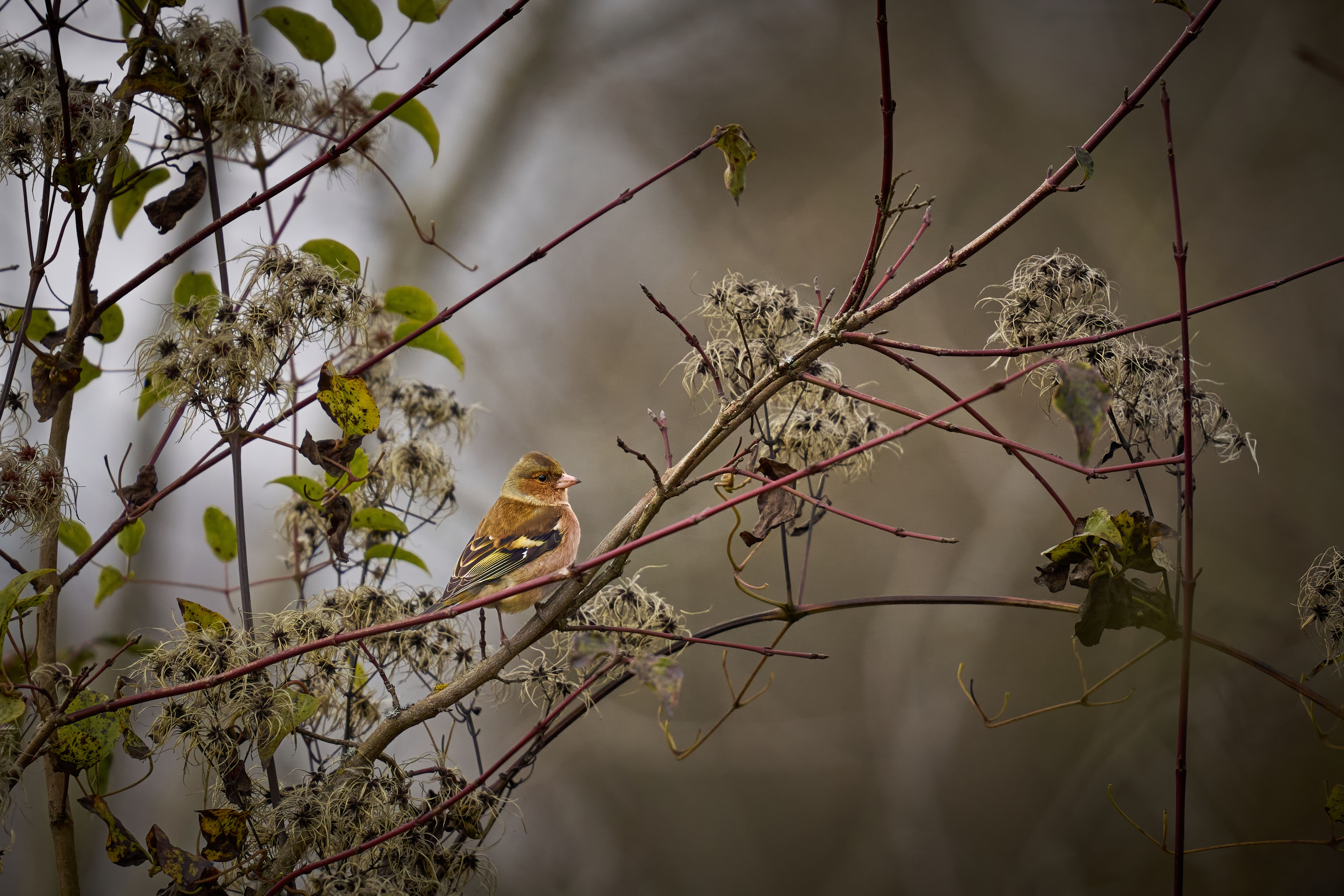 Finch Song Photos, Download The BEST Free Finch Song Stock Photos & HD ...
