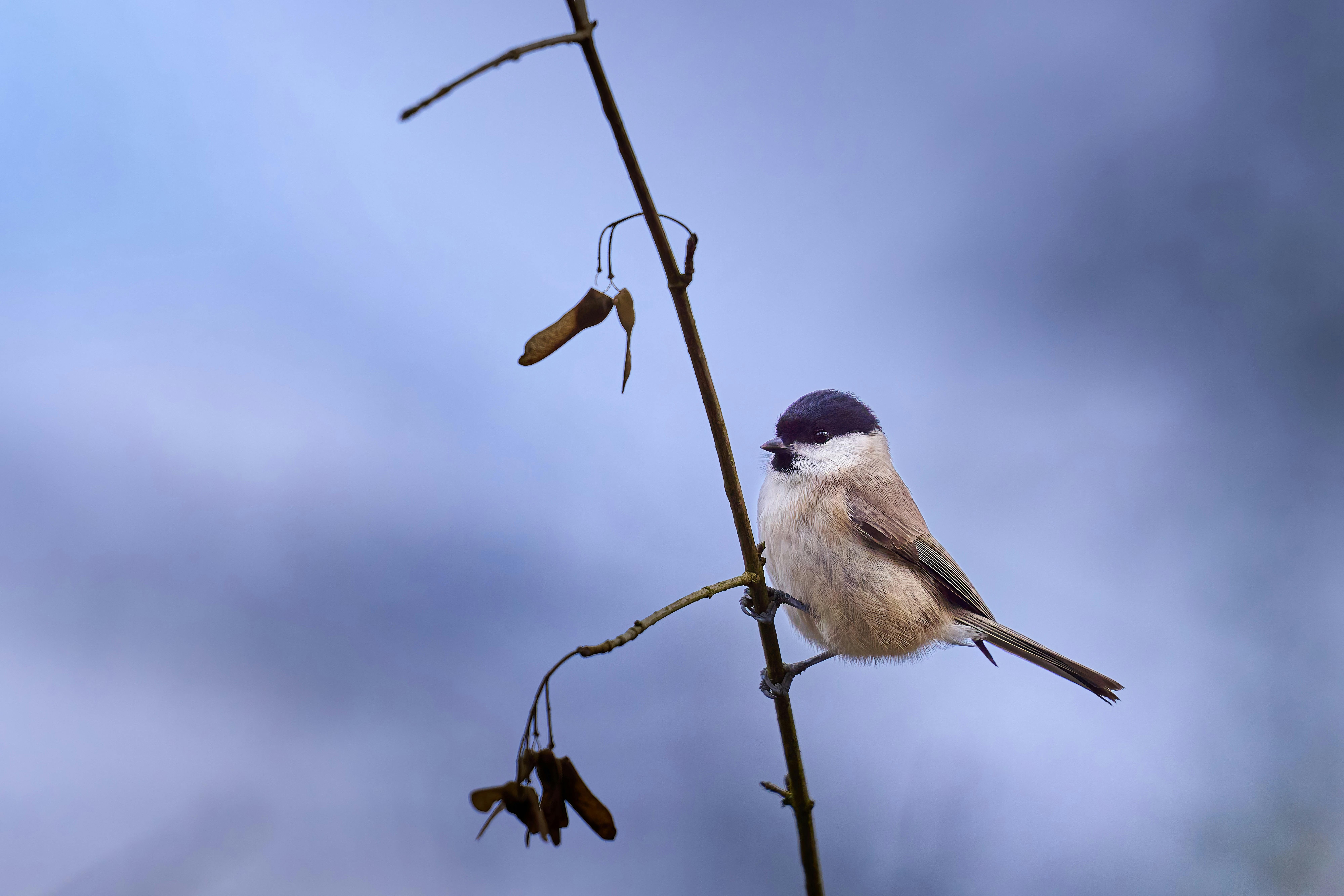 Wild Bird Photos, Download The BEST Free Wild Bird Stock Photos & HD Images