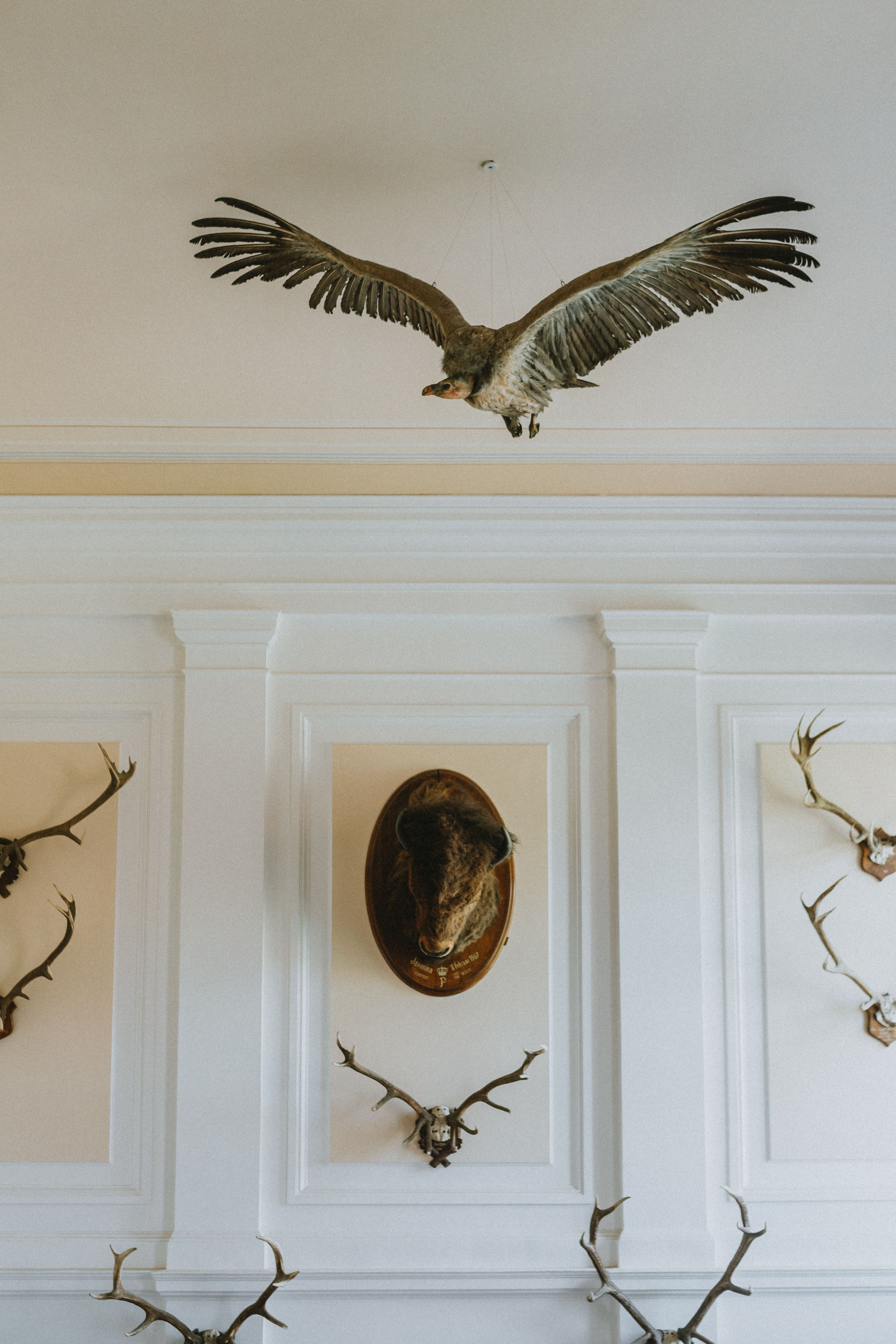 Taxidermy Display in Classic Interior Room · Free Stock Photo