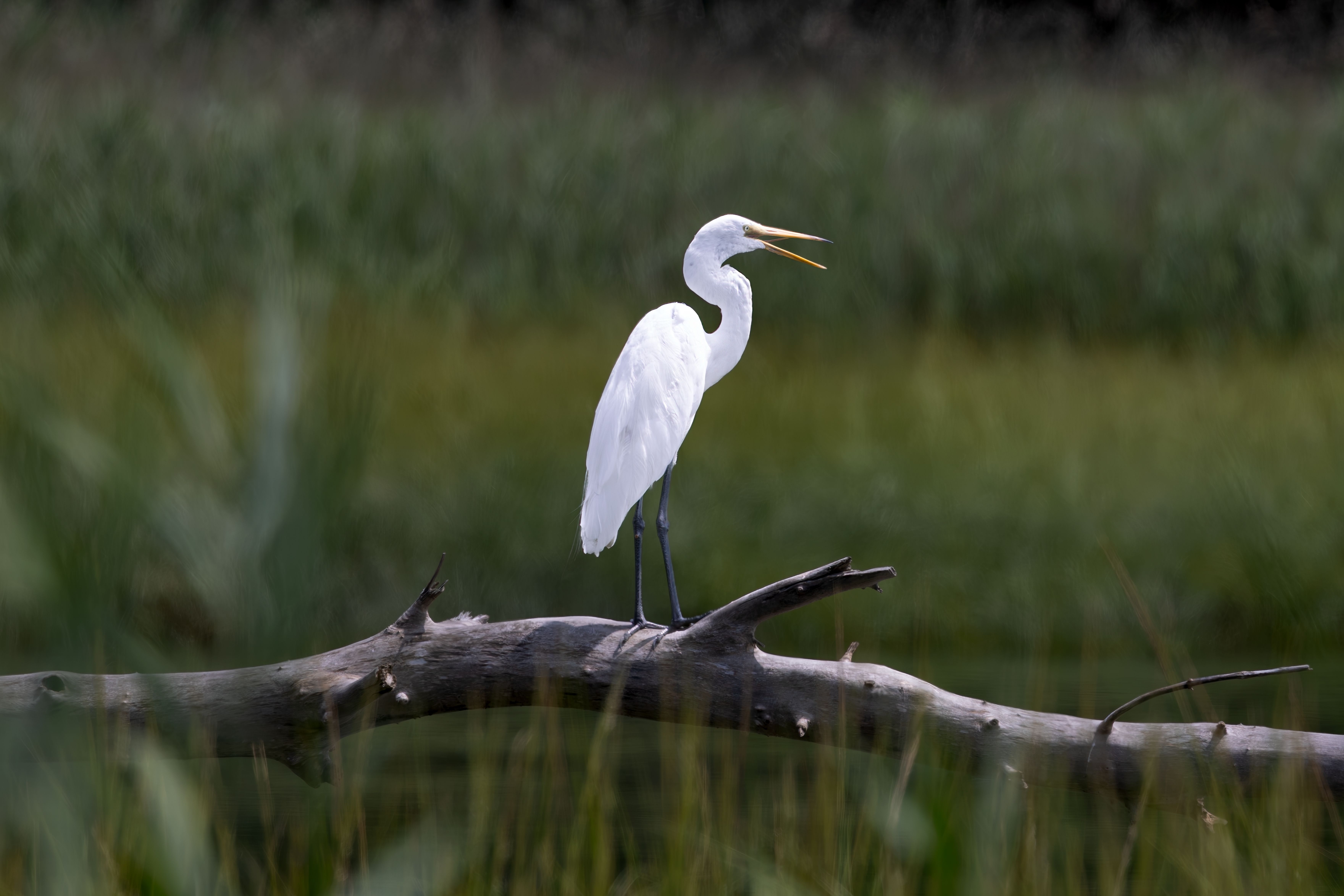 Great Egret in Natural Habitat in Ipswich · Free Stock Photo