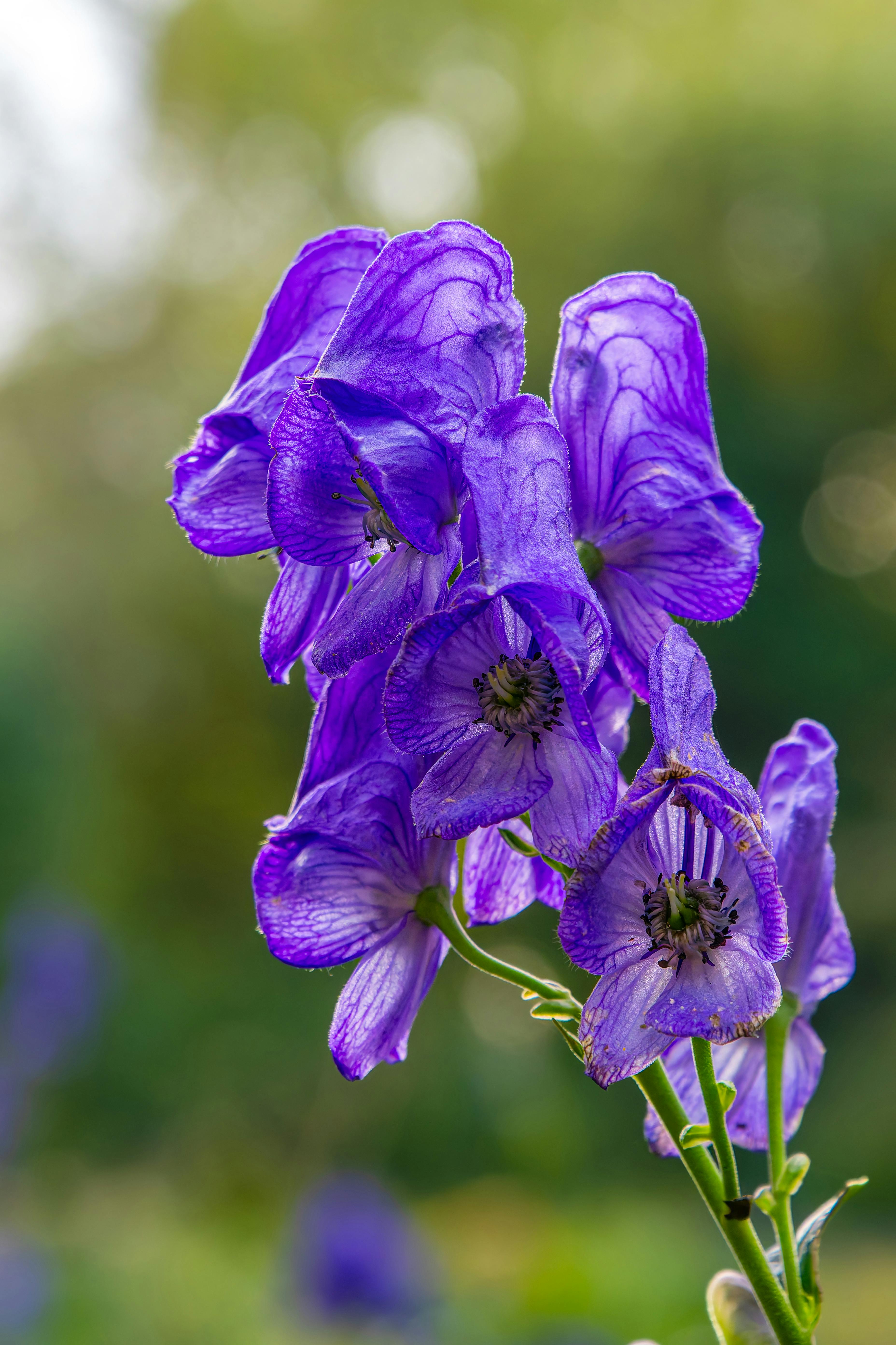 Blue Floret Photos, Download The BEST Free Blue Floret Stock Photos ...