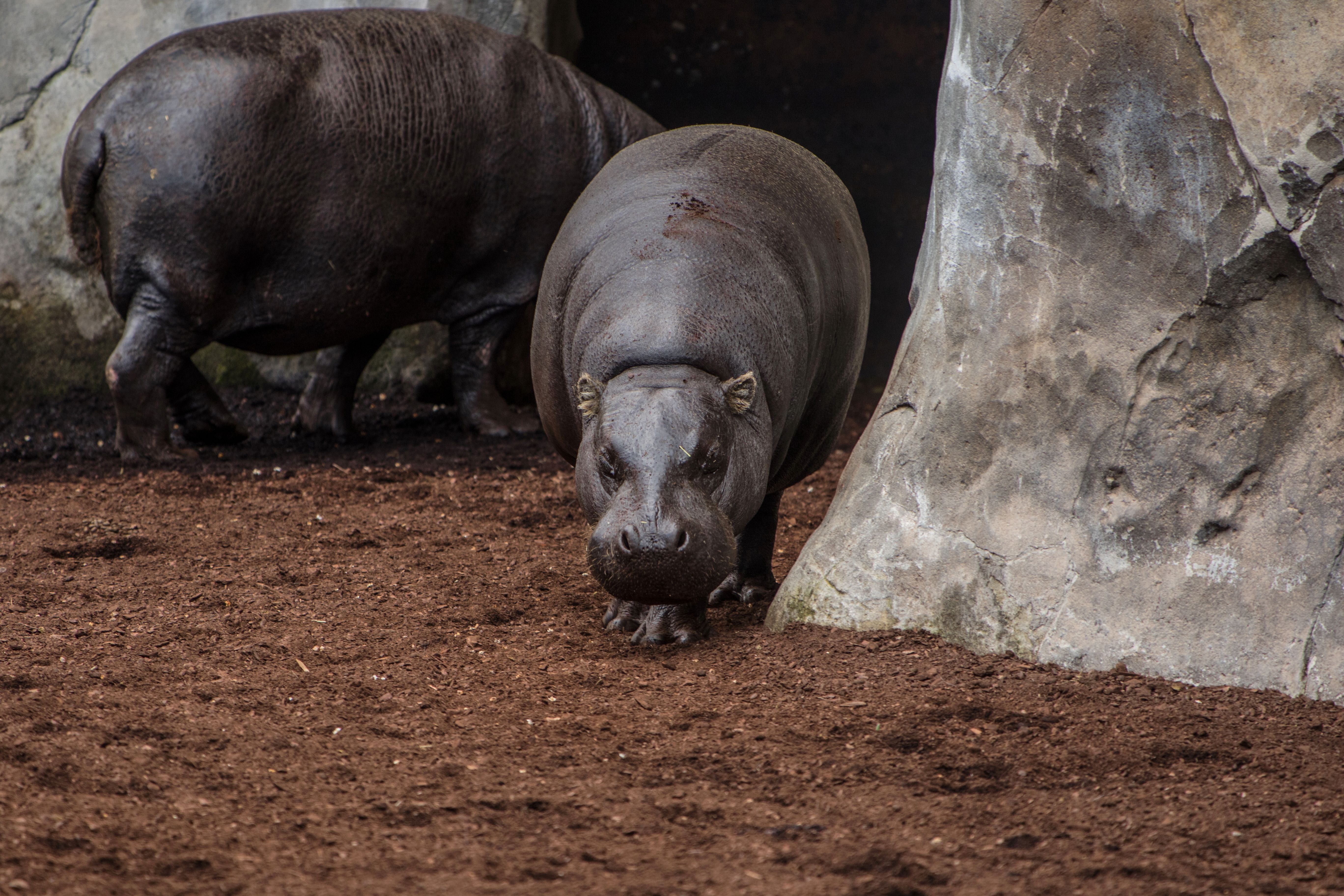 African Hippos in Their Natural Habitat · Free Stock Photo