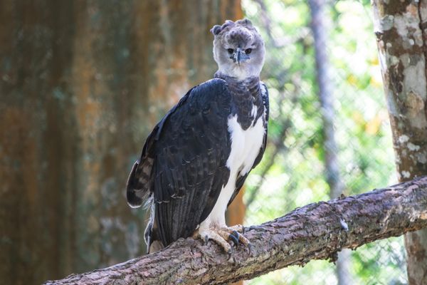 Harpy Eagle Photos, Download The BEST Free Harpy Eagle Stock Photos ...