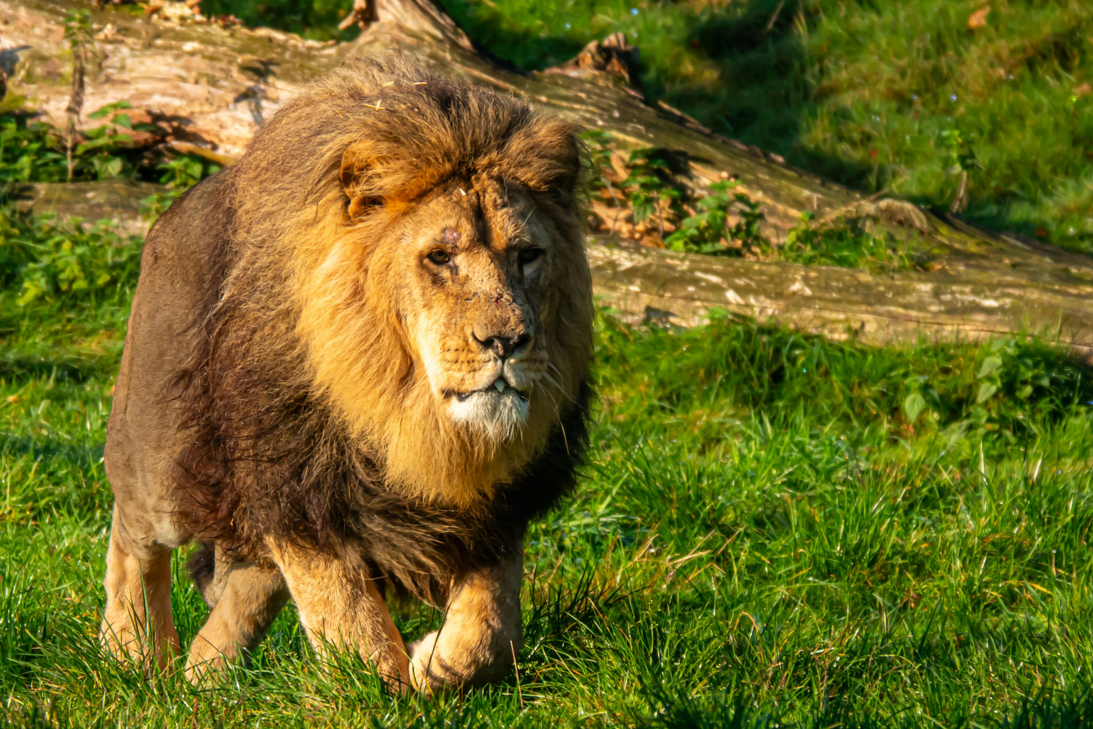 Majestic African Lion Roaming in Sunlit Grasslands · Free Stock Photo