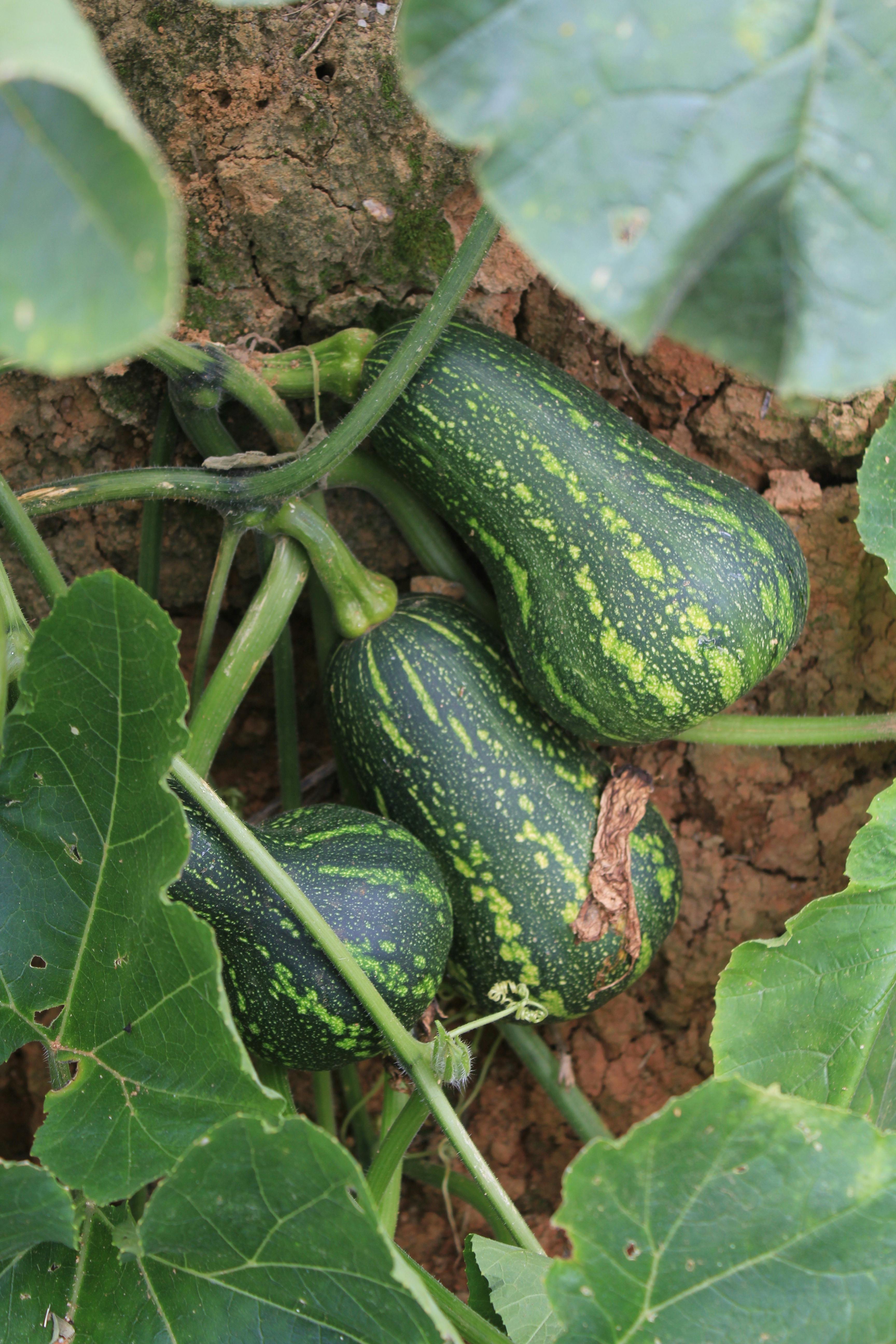 Green Squash Growing in Natural Setting · Free Stock Photo