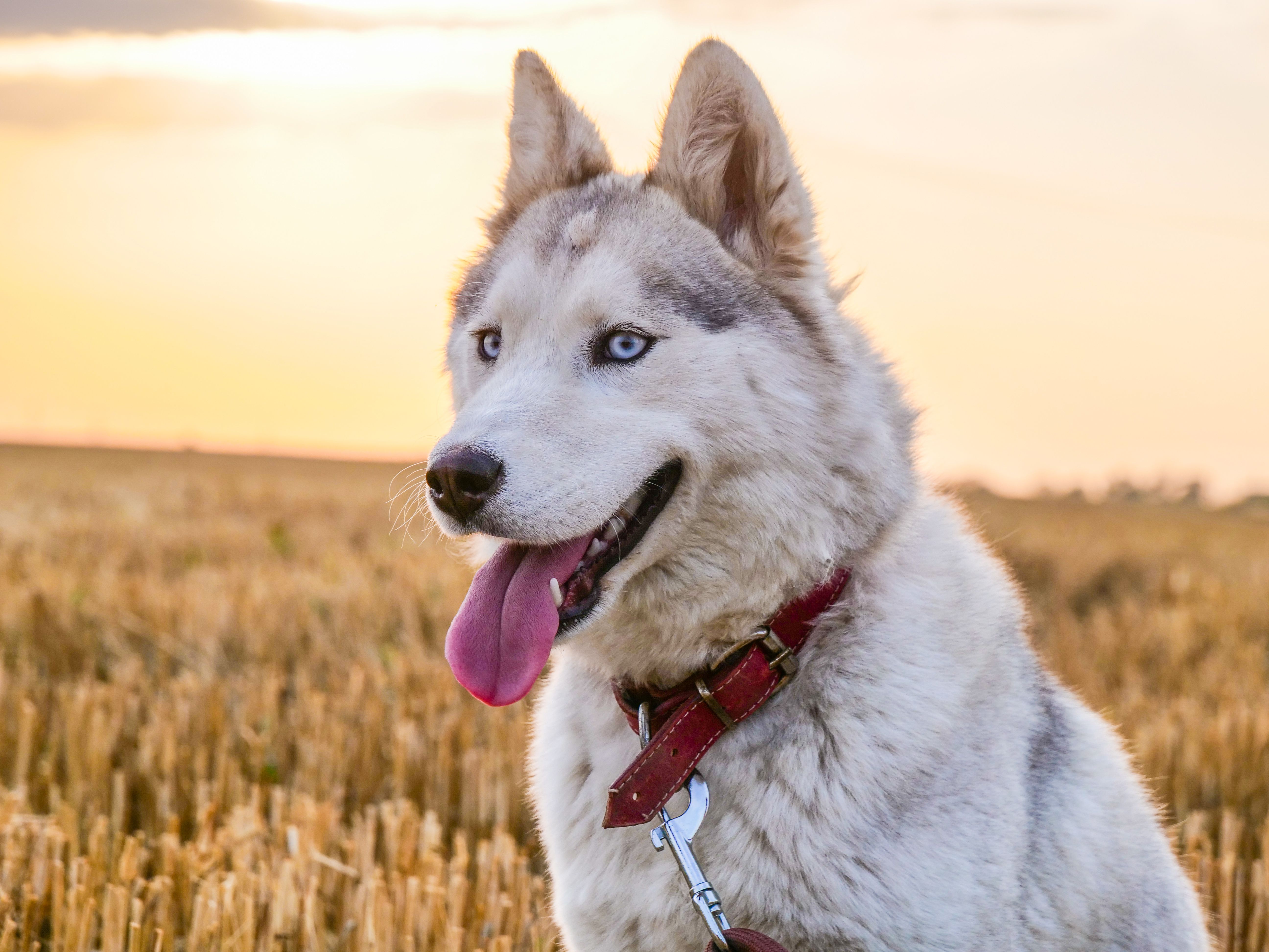 Siberian Husky in a Wheat Field at Sunset · Free Stock Photo