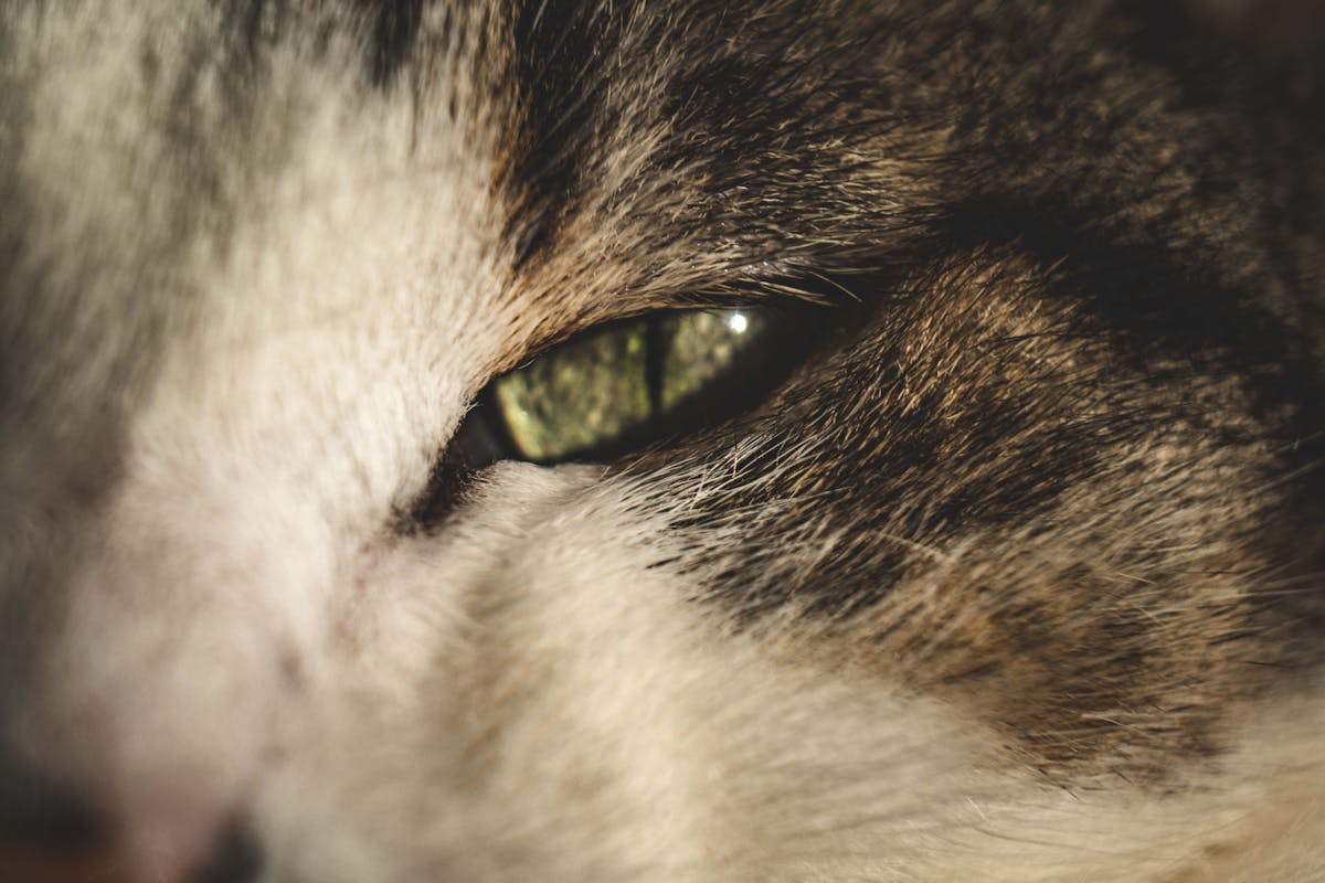 Eye Textures Photos, Download The BEST Free Eye Textures Stock Photos ...