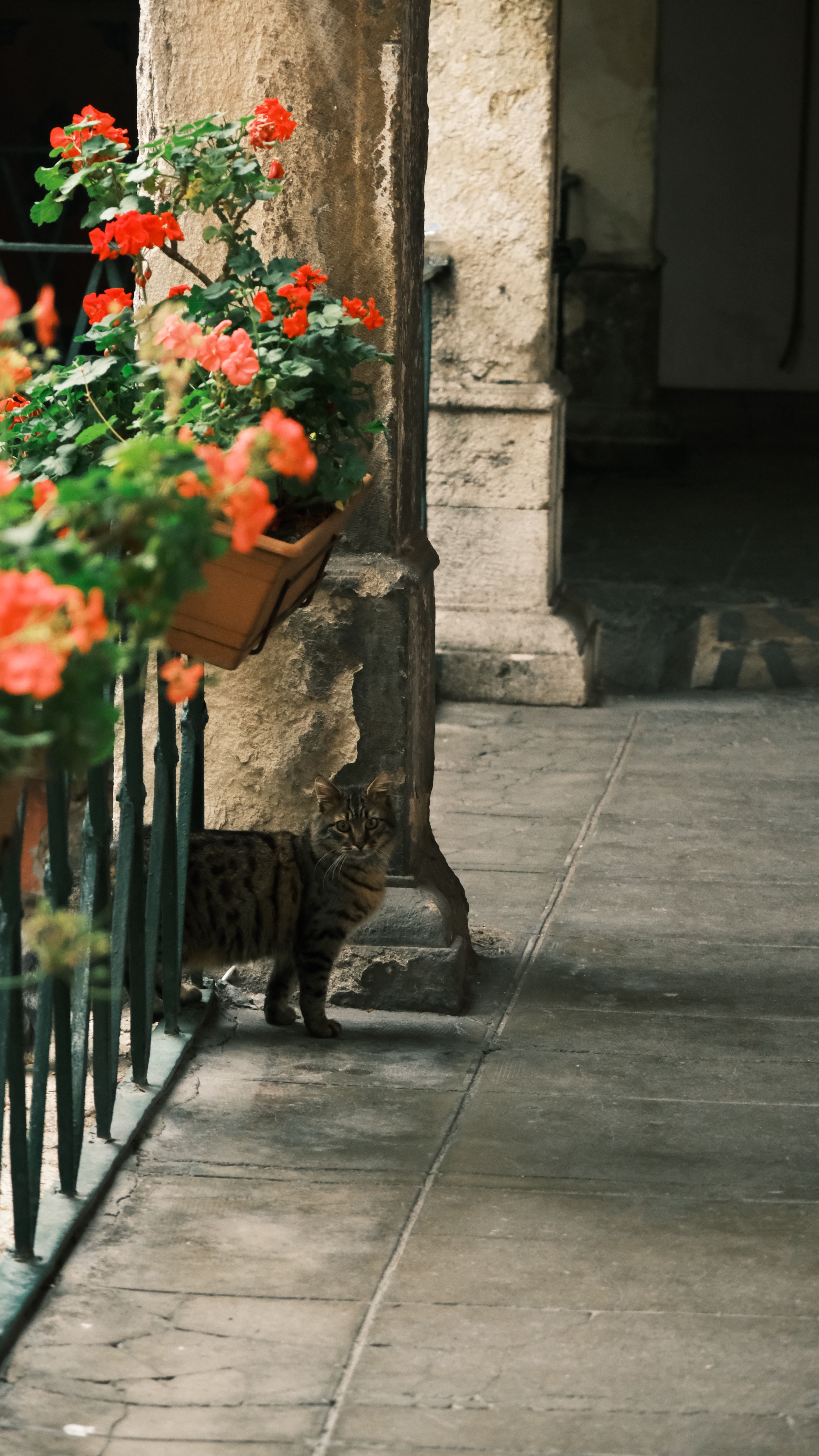 Charming Courtyard Cat with Red Geraniums · Free Stock Photo