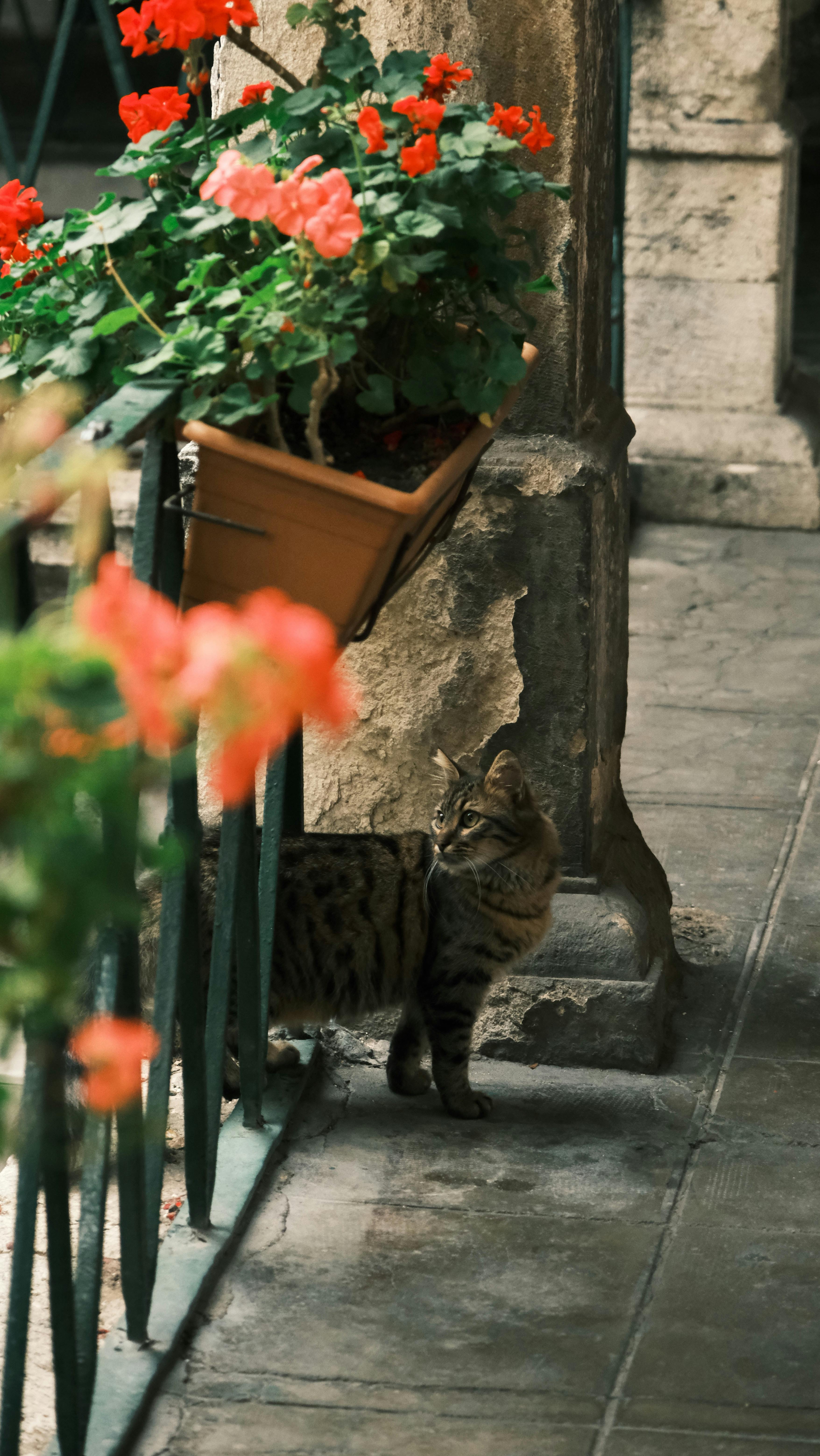 Tabby Cat on a Stone Patio with Red Flowers · Free Stock Photo