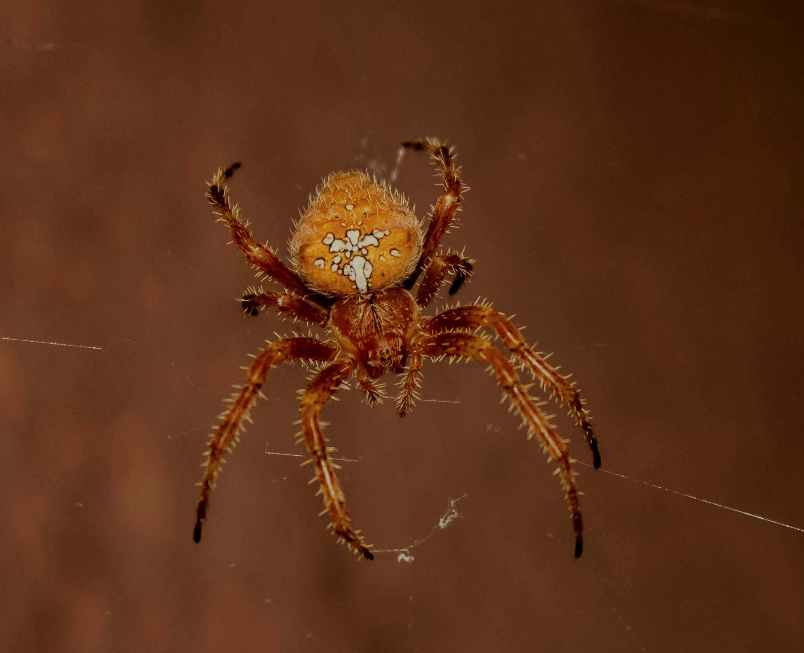 Closeup Photo of Brown Barn Spider · Free Stock Photo