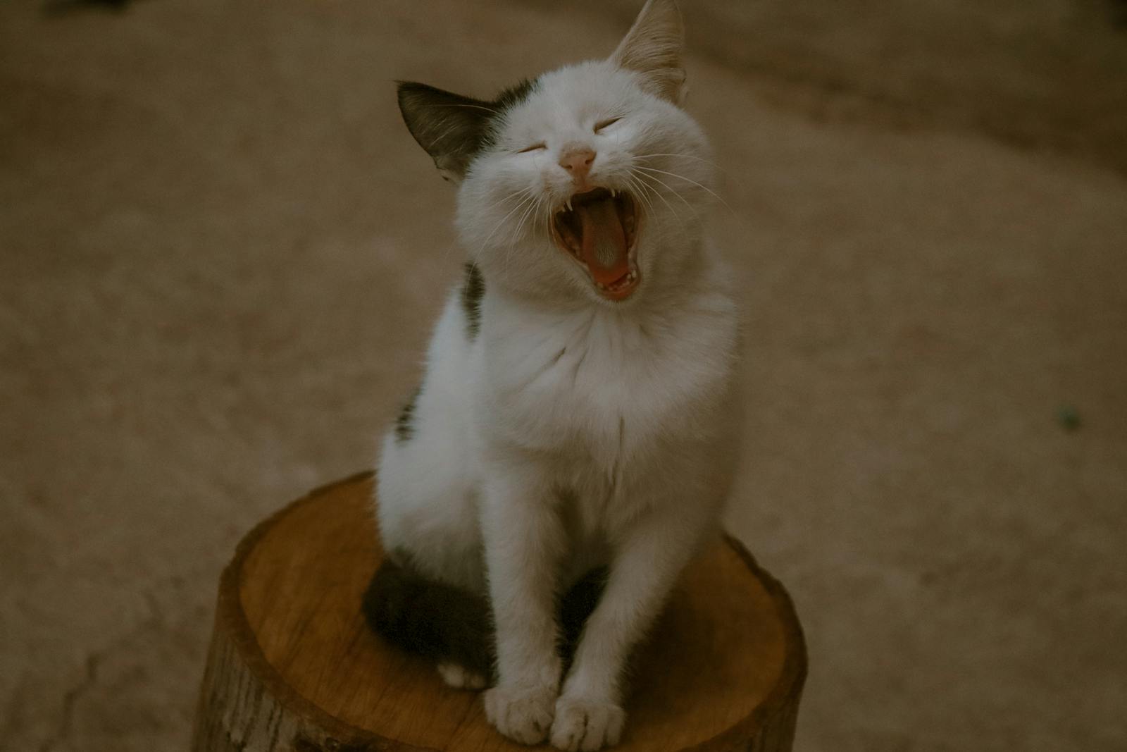 Cat Image Photos, Download The BEST Free Cat Image Stock Photos & HD Images