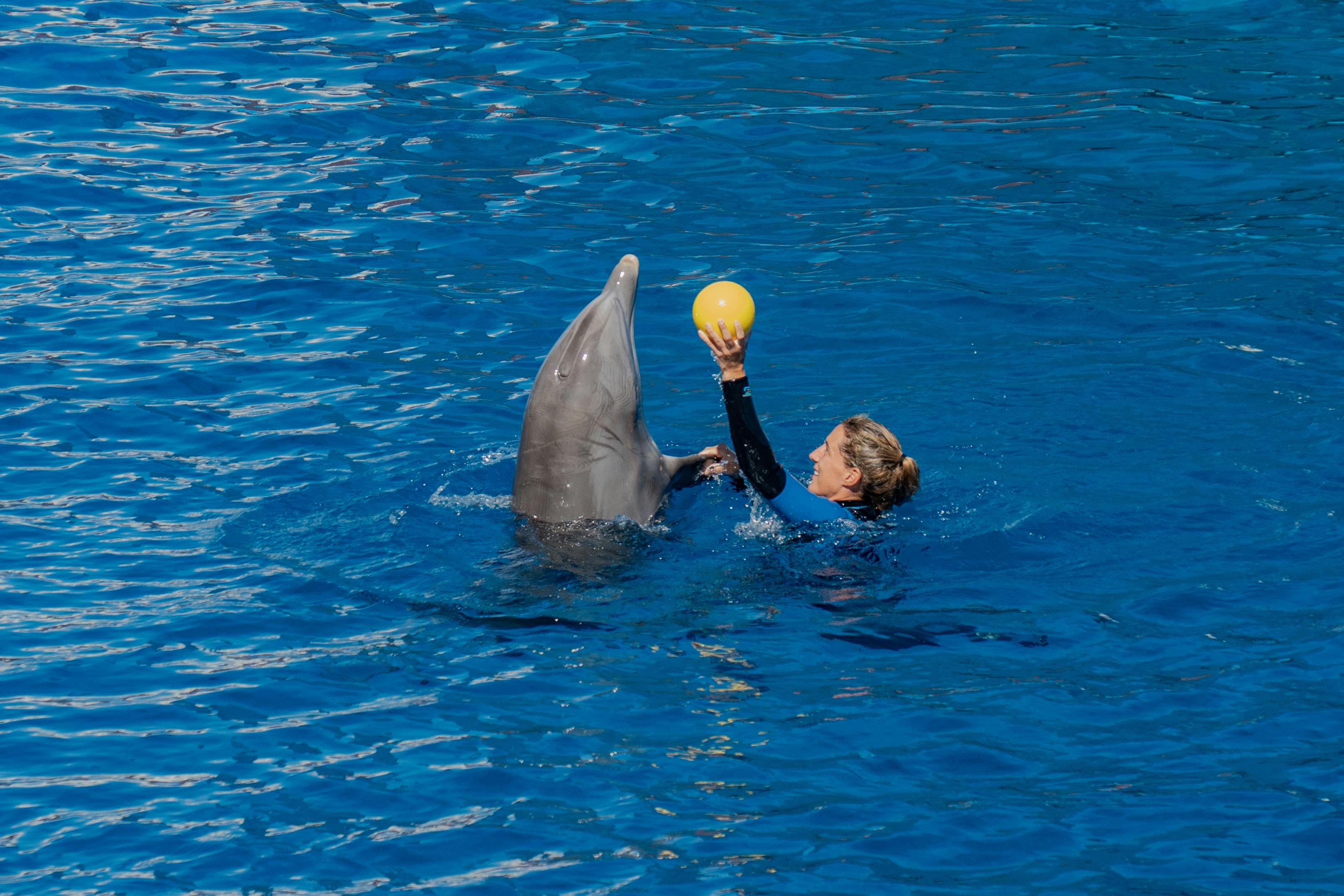 Dolphin Interaction with Trainer in Valencia Aquarium · Free Stock Photo