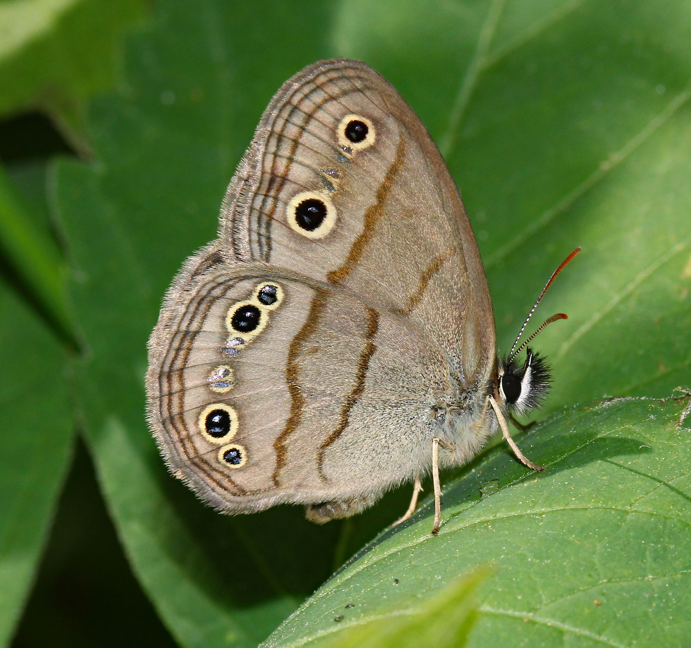 Close-up of Butterfly on Leaf with Eye Spots · Free Stock Photo