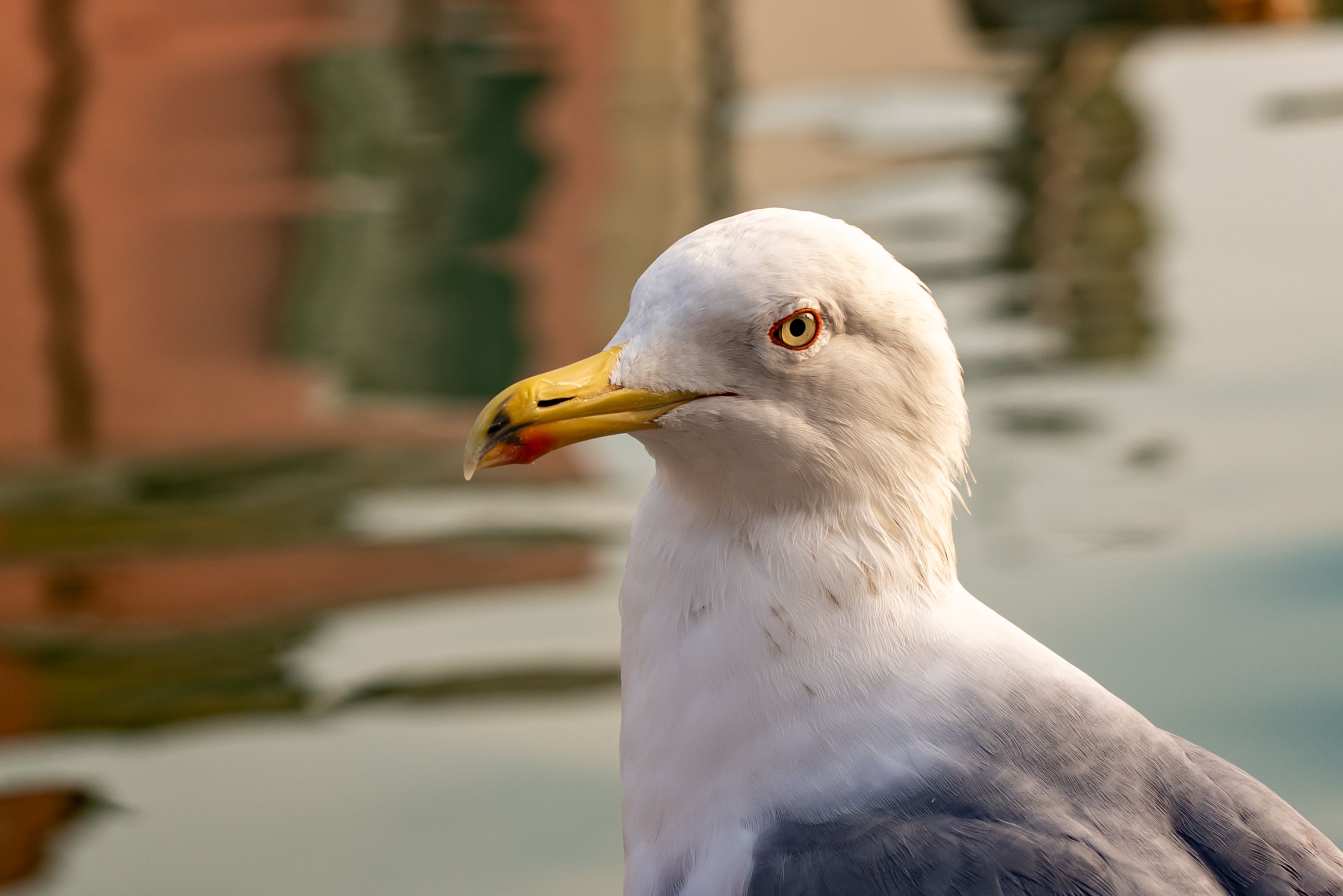 Close-up of a Seagull by Venetian Canal · Free Stock Photo