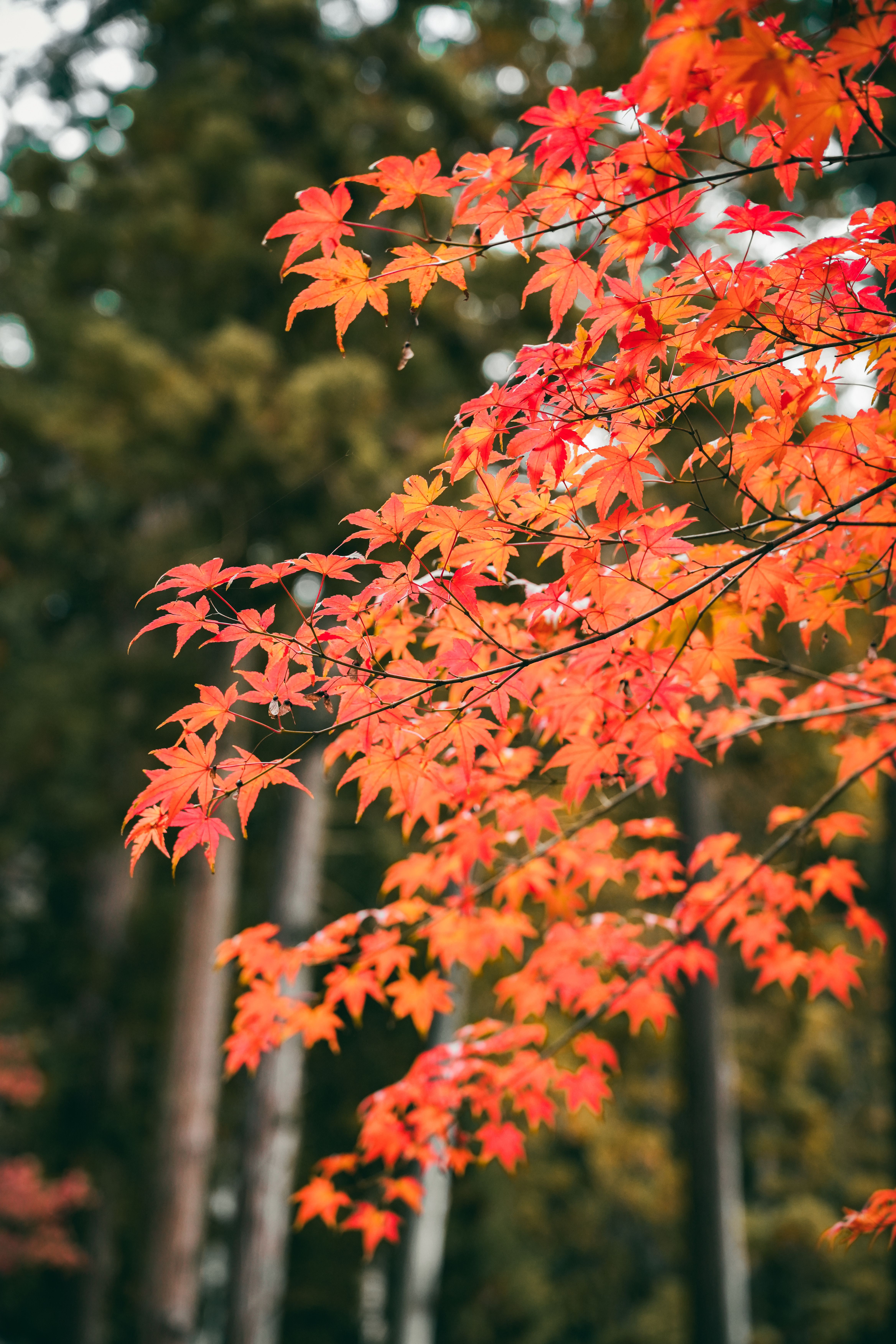 Vibrant Autumn Maple Leaves in Forest Setting · Free Stock Photo