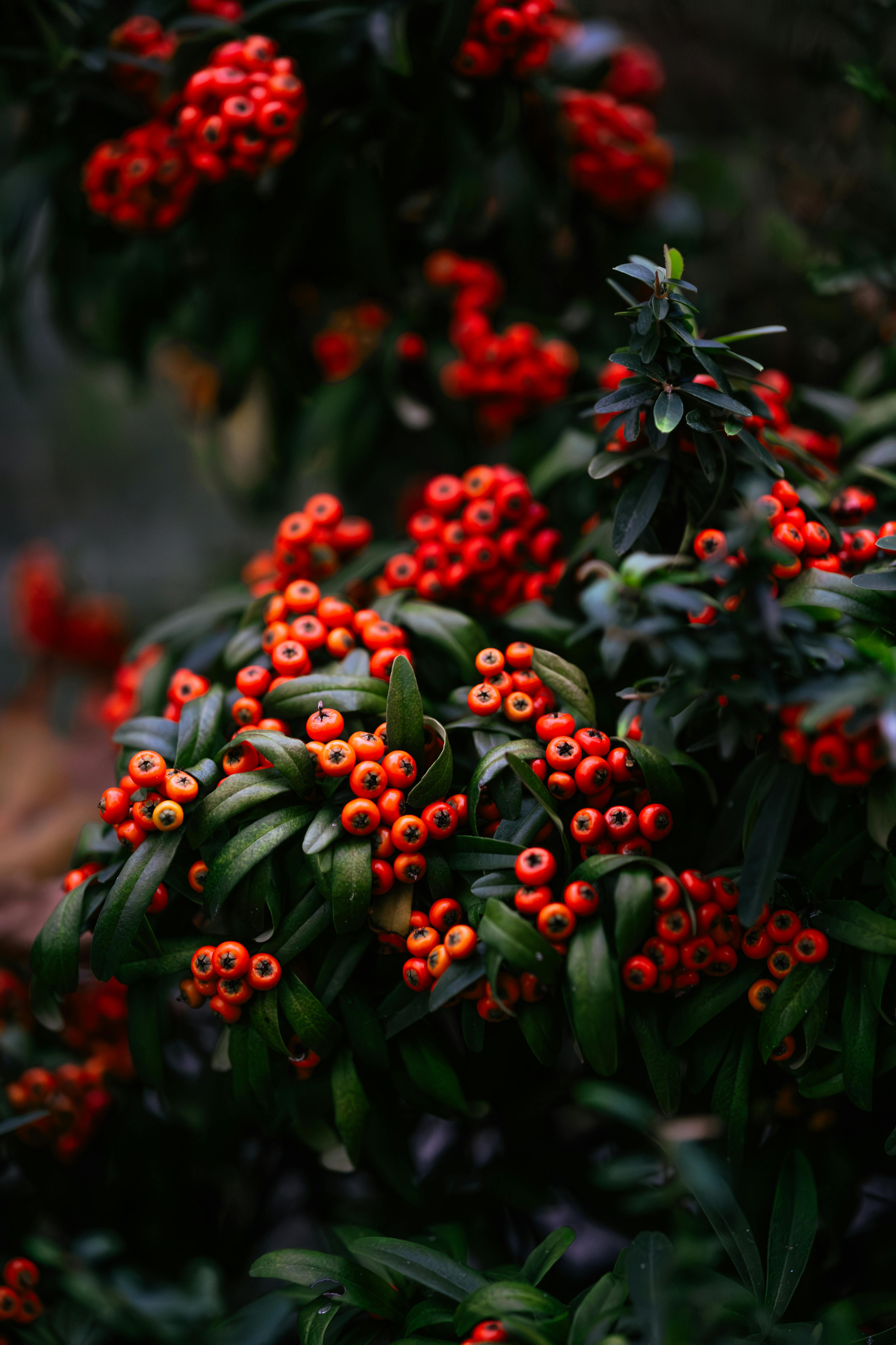 Vibrant Red Pyracantha Berries in Yalova Türkiye · Free Stock Photo