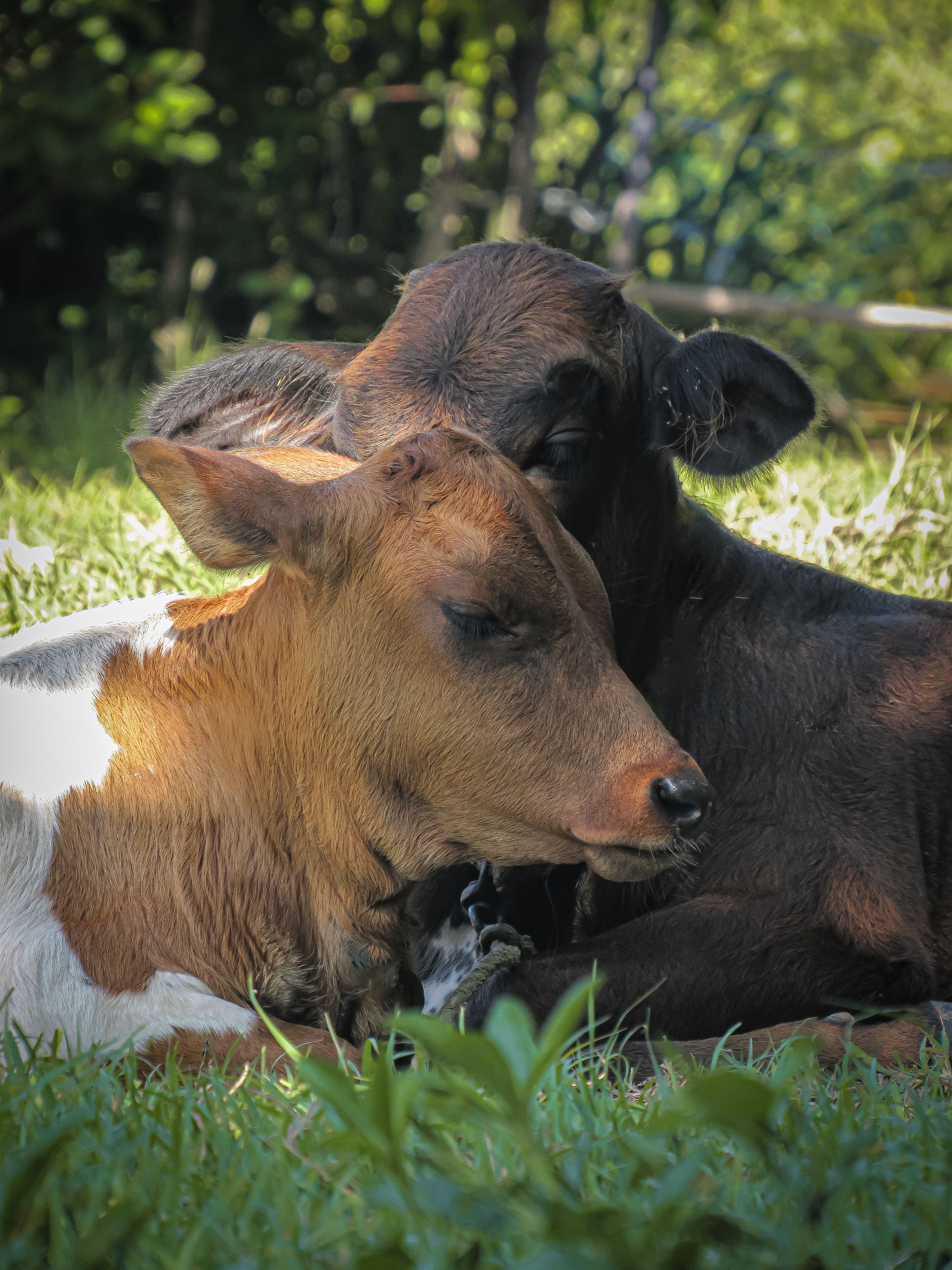 Two Calves Resting in Sunlit Meadow · Free Stock Photo