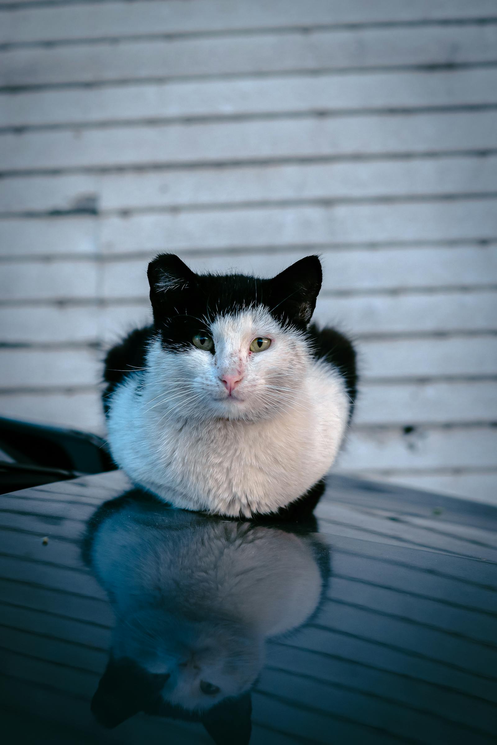 Sigma Cat Photos, Download The BEST Free Sigma Cat Stock Photos & HD Images