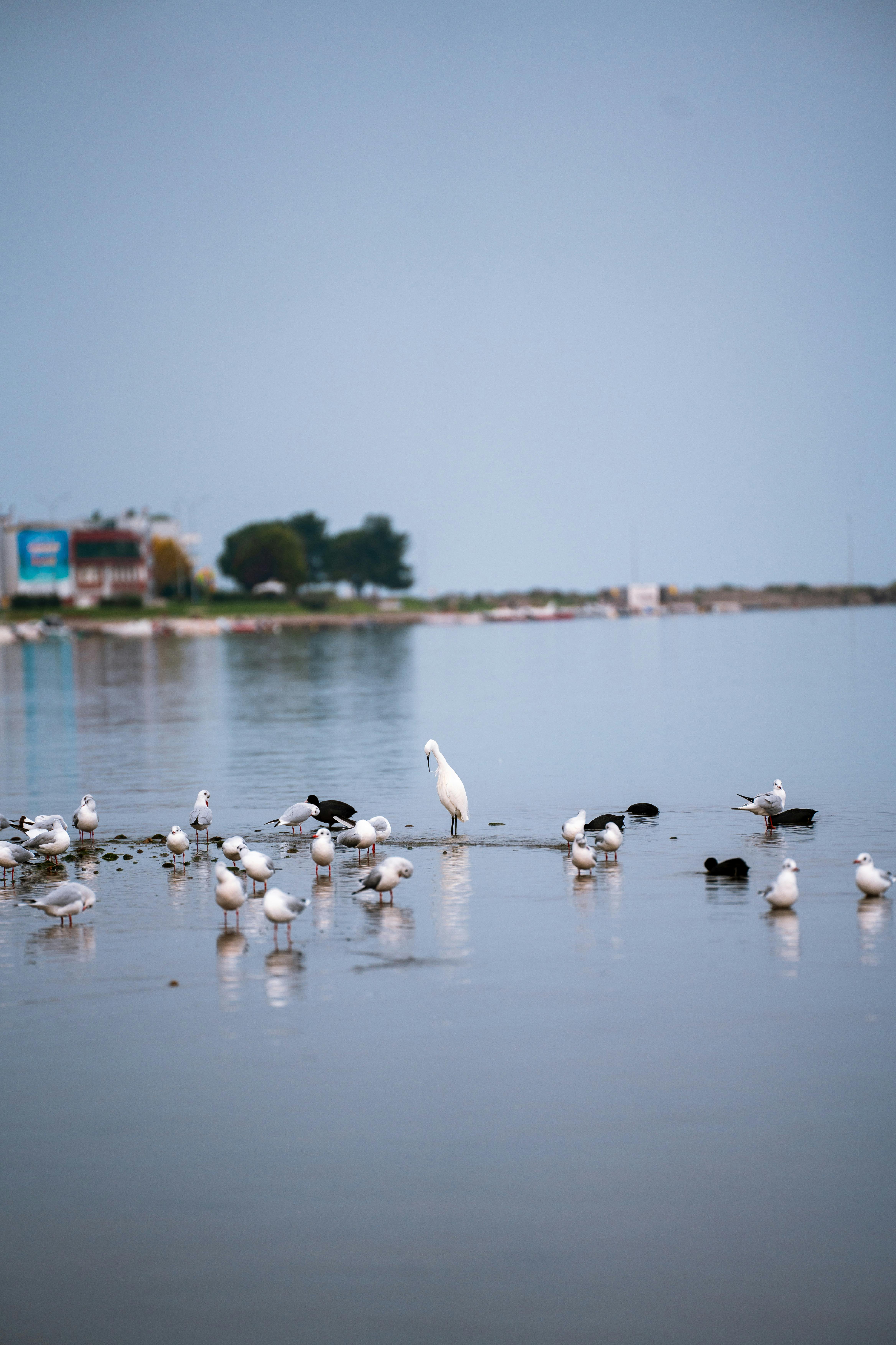 Serene Lakeside Flock of Birds at Dawn · Free Stock Photo