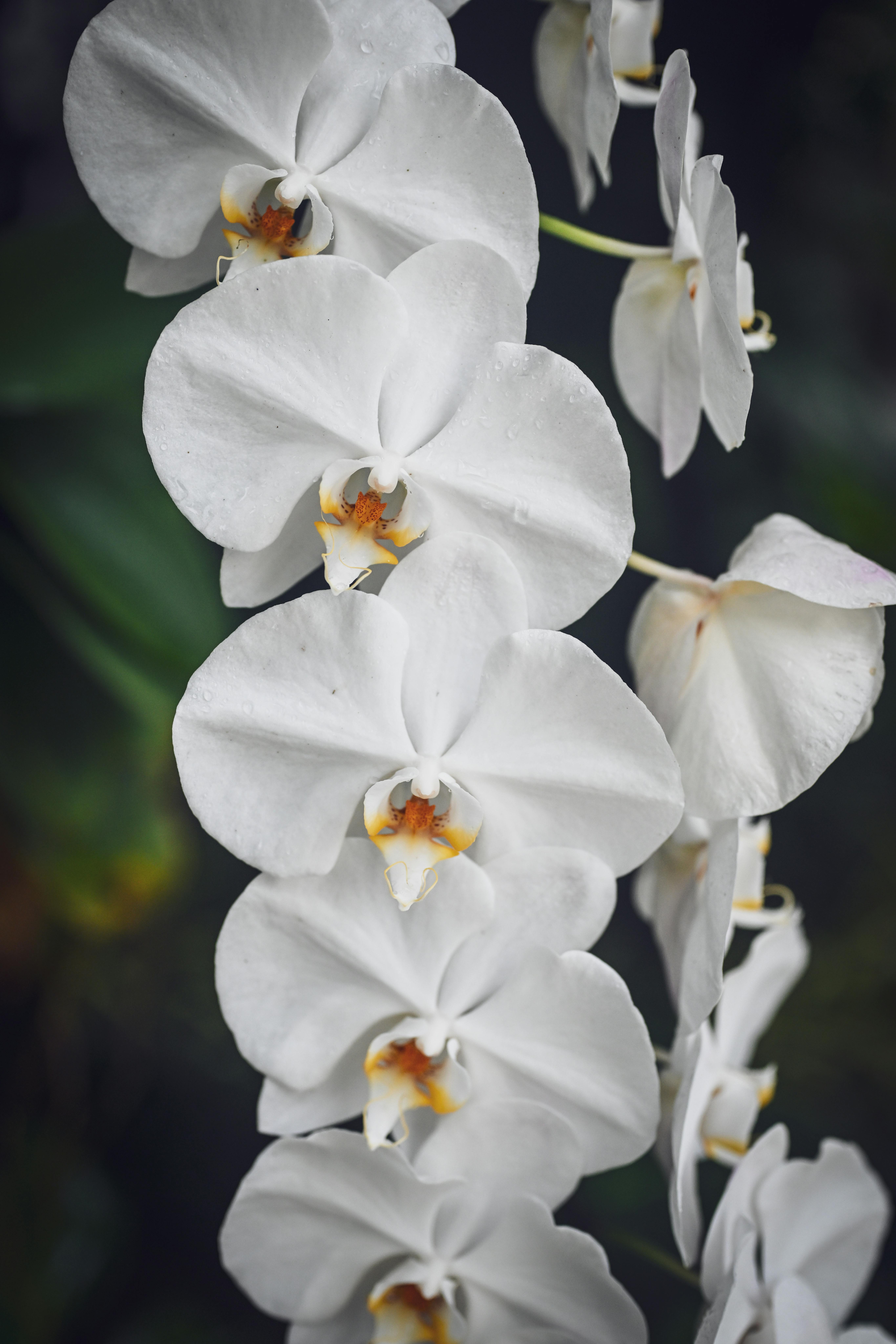 Close-up Photography of Orchids · Free Stock Photo