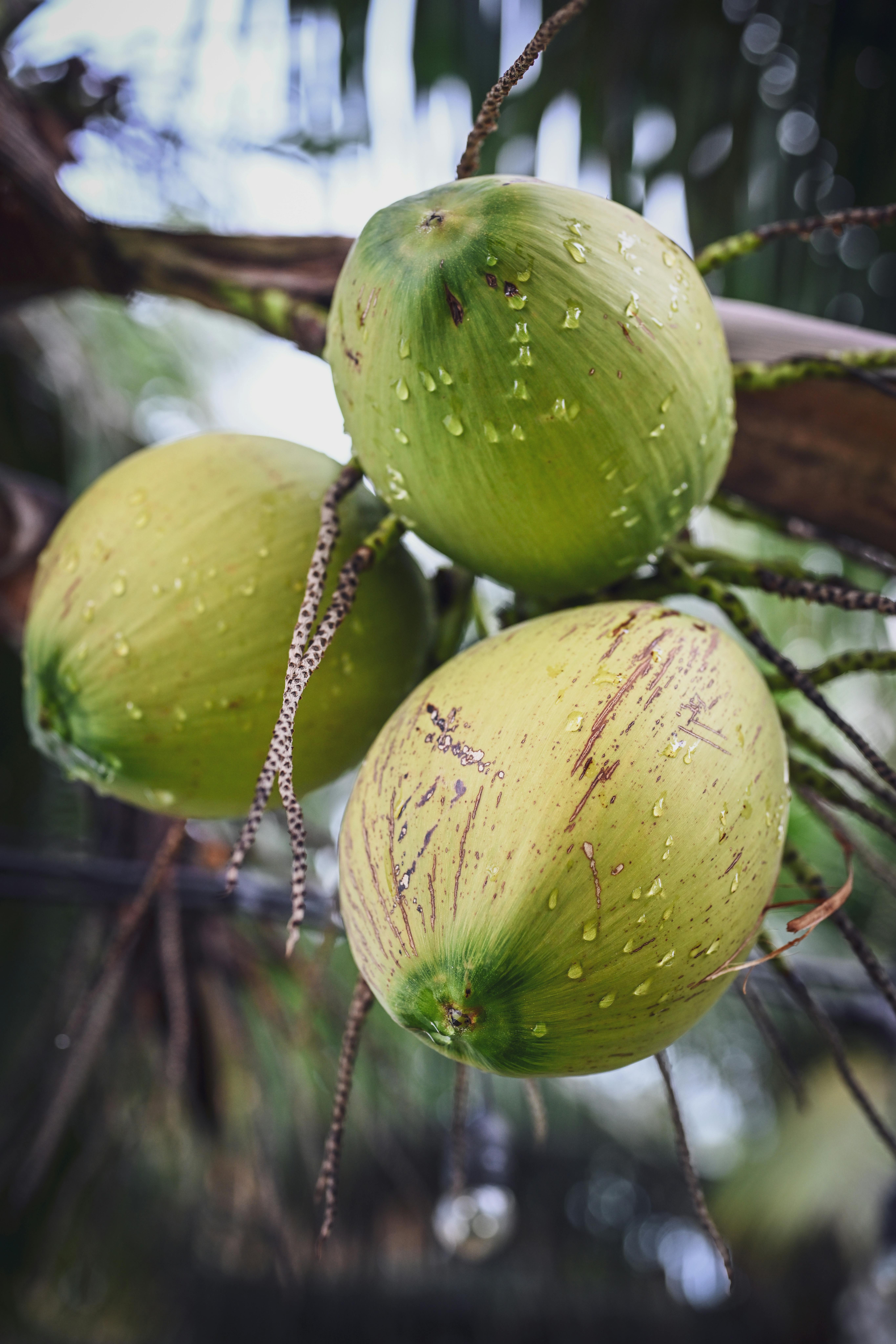 Fresh Green Coconuts on a Thai Palm Tree · Free Stock Photo