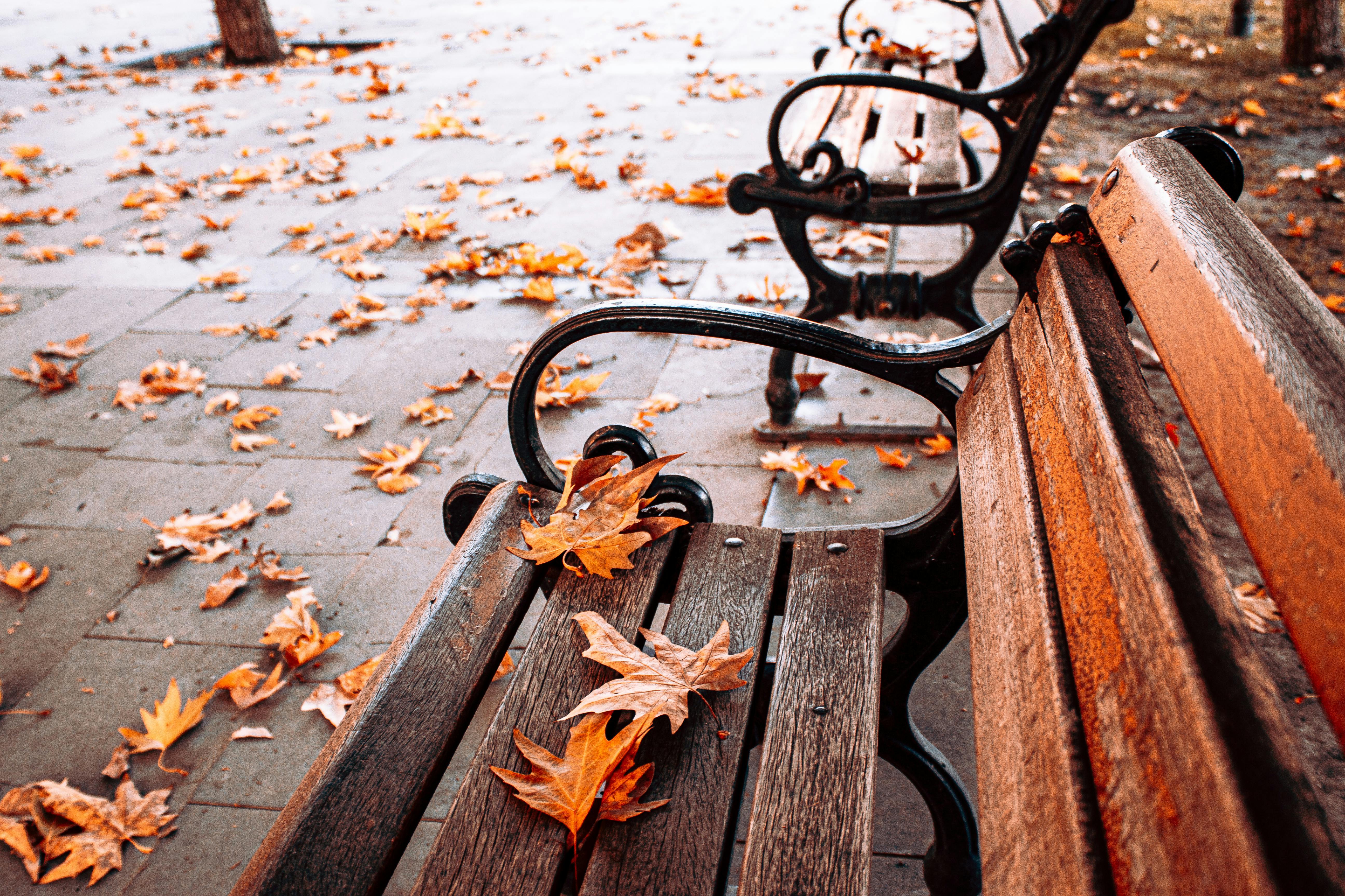 Autumn Leaves on Park Benches in Scenic Outdoors · Free Stock Photo