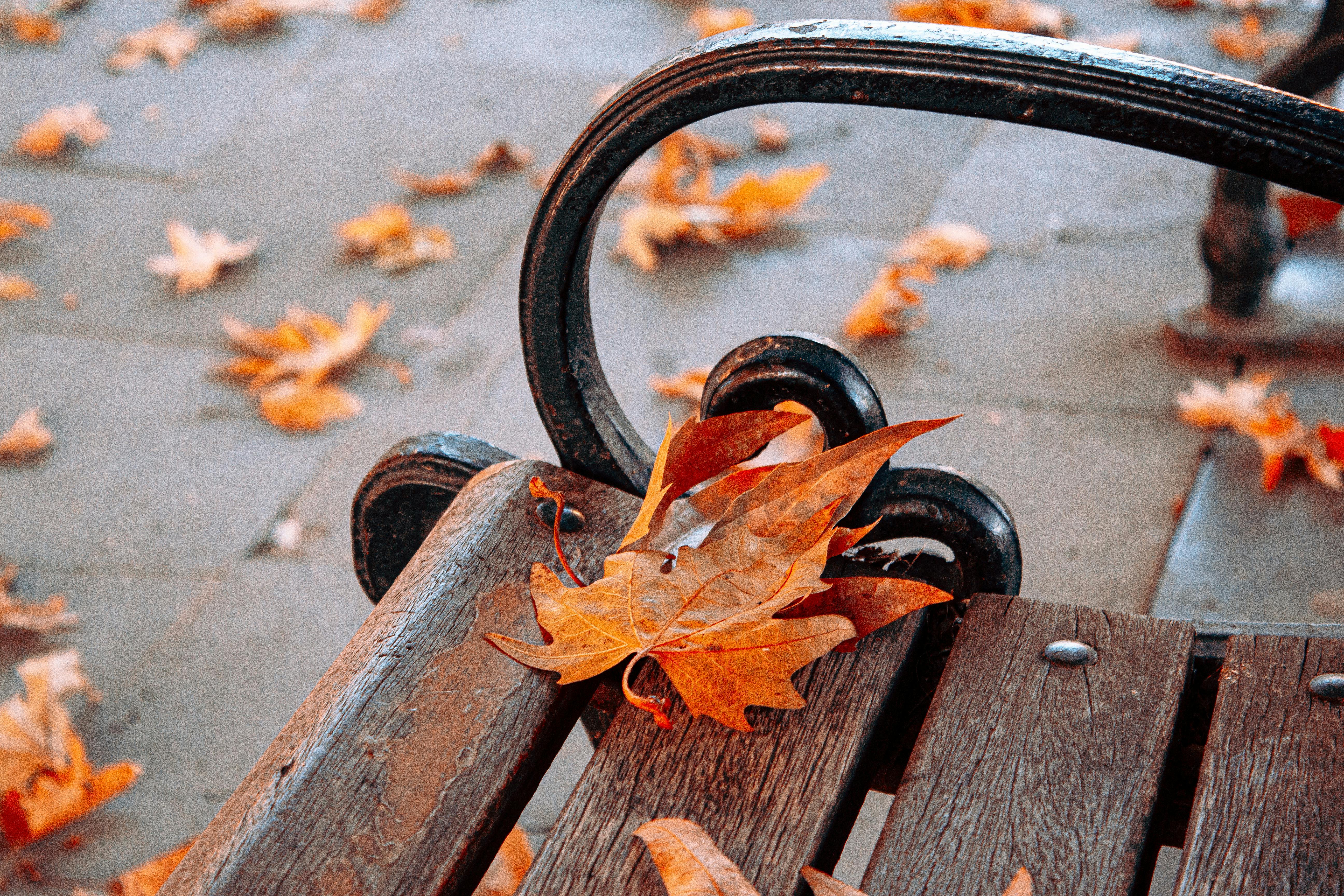 Las Hojas De Otoño En Un Banco Del Parque Resaltan La Temporada De ...