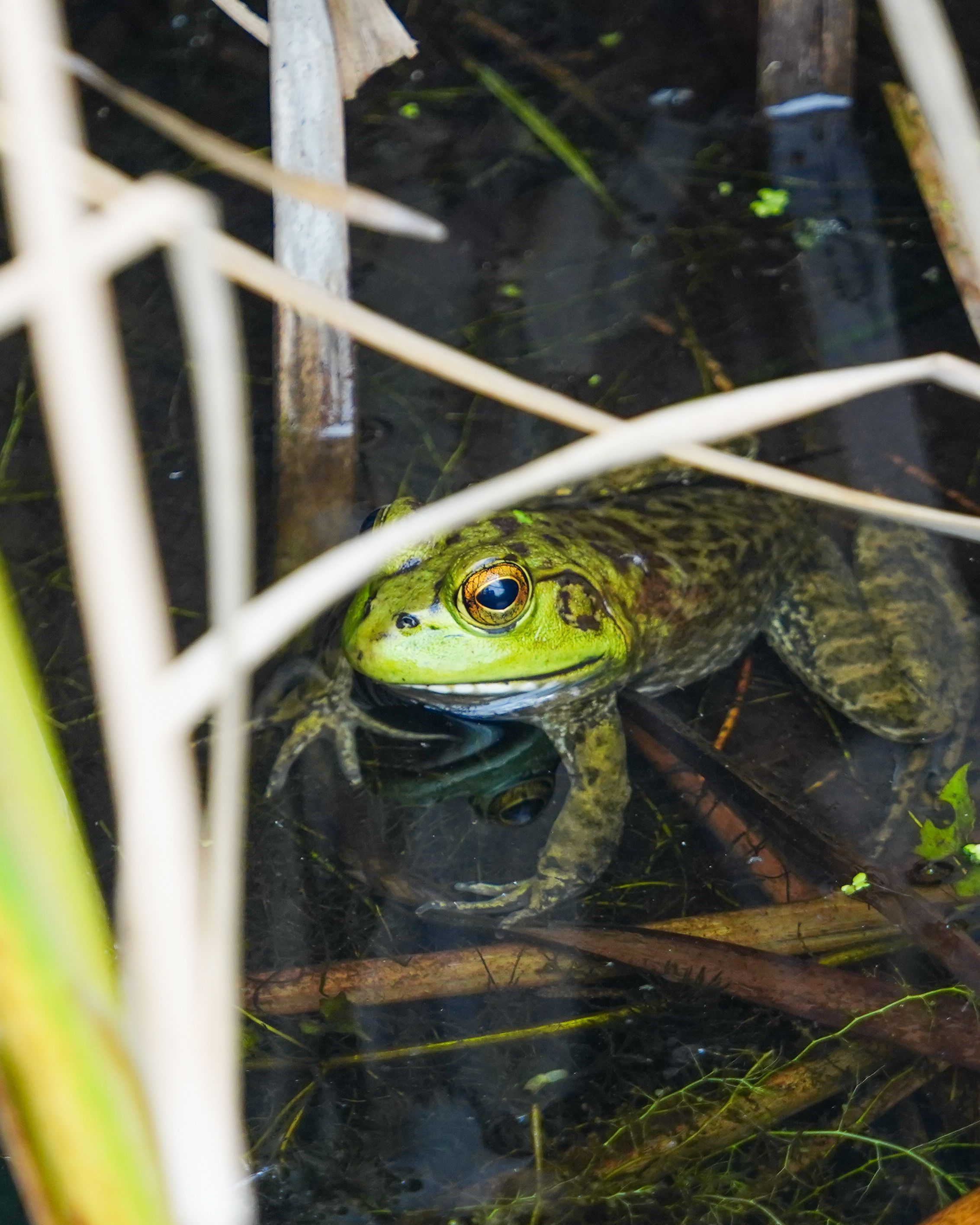 Close-up of a Frog in a Natural Wetland Habitat · Free Stock Photo