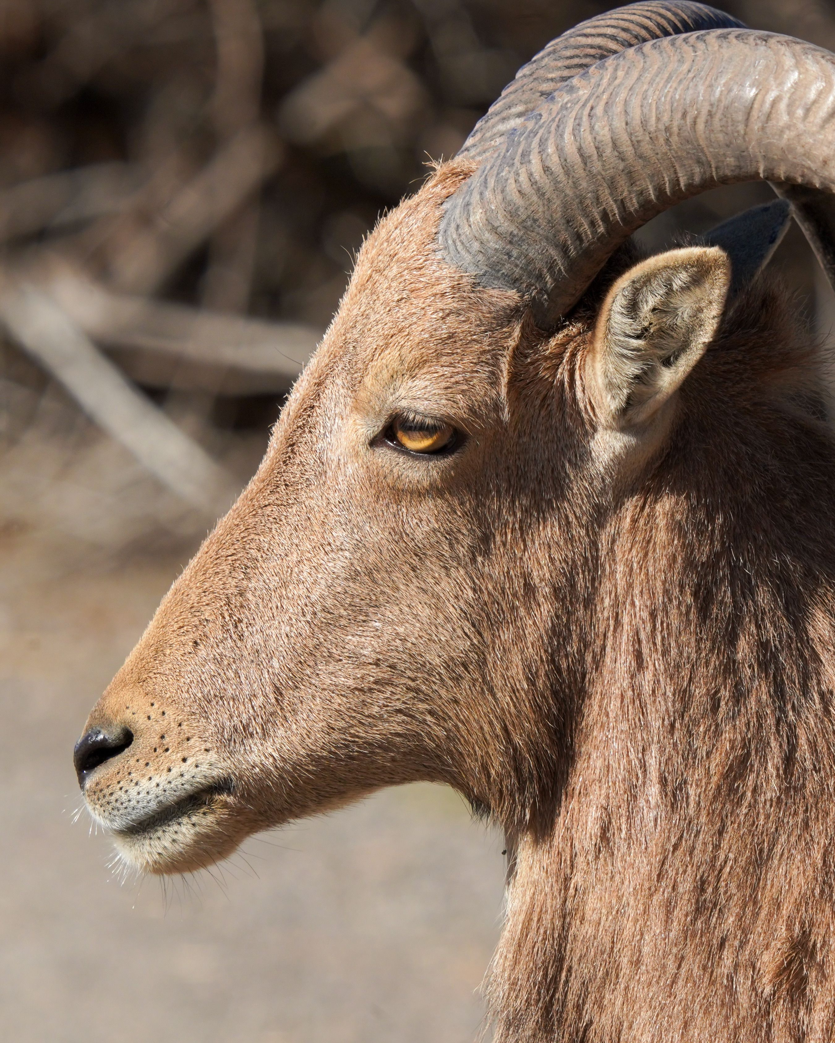 Close-Up of Barbary Sheep in Natural Habitat · Free Stock Photo