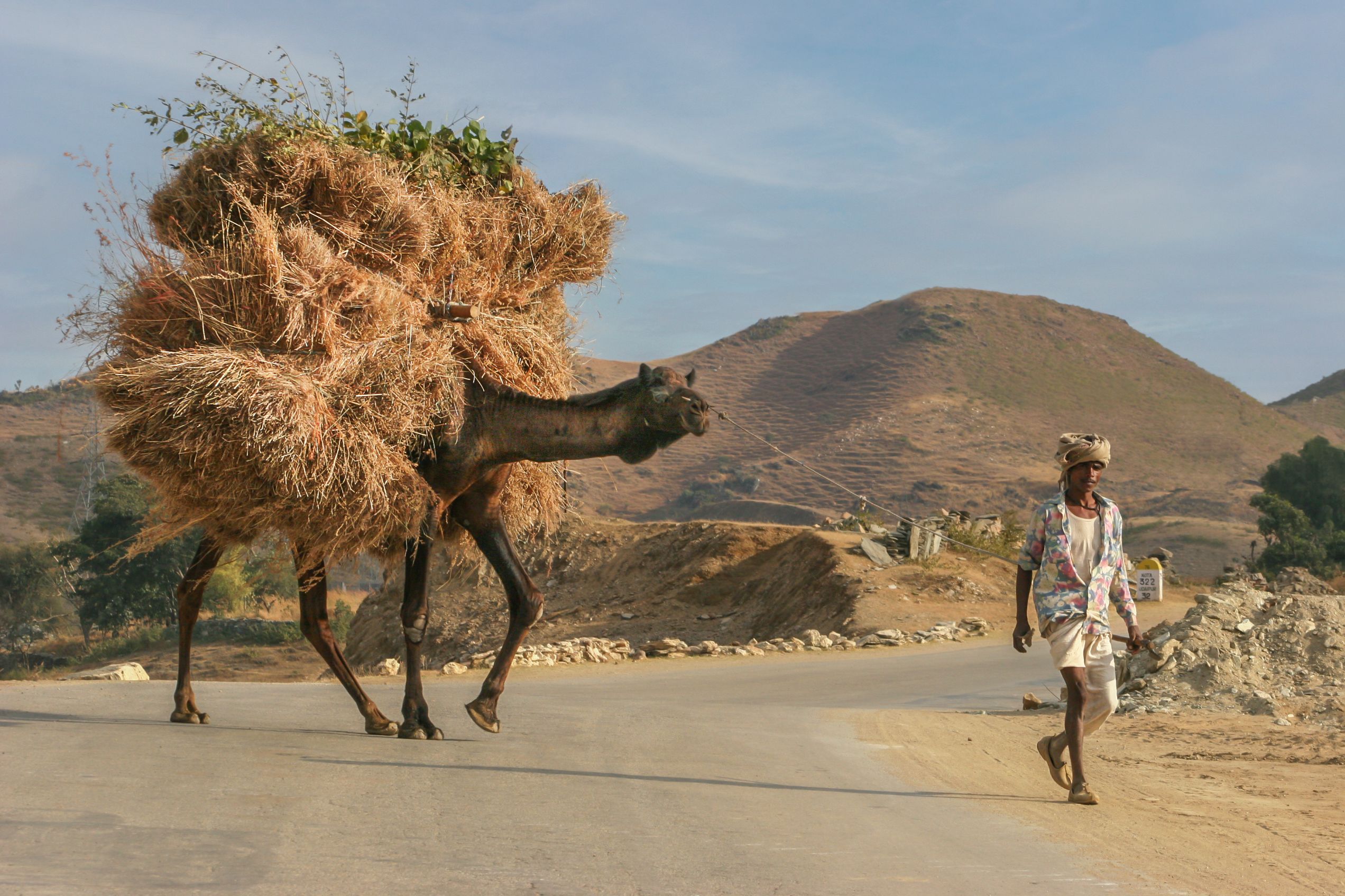 Camel Transporting Hay in Rural Landscape · Free Stock Photo