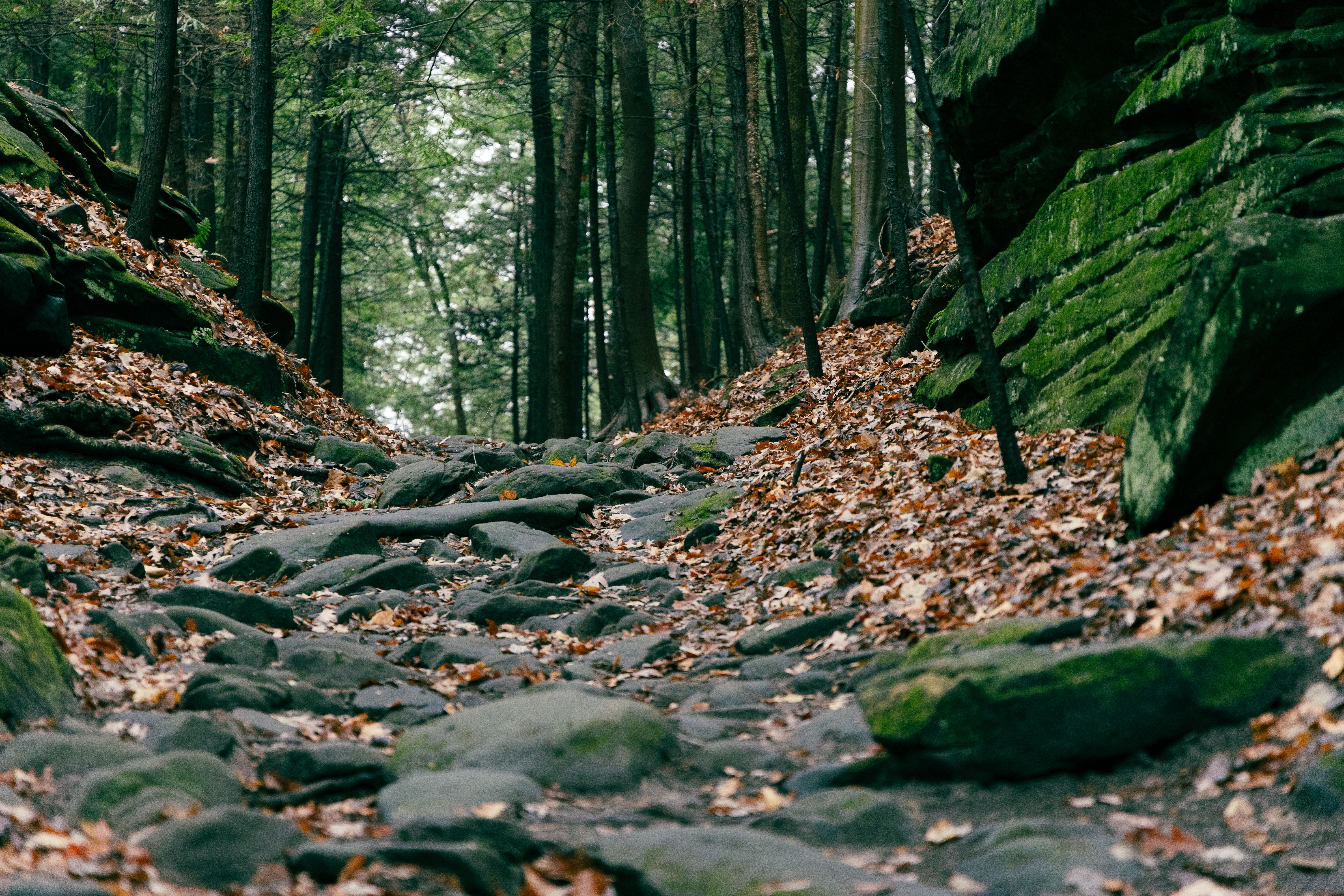 Photo Of Tree Trunk · Free Stock Photo