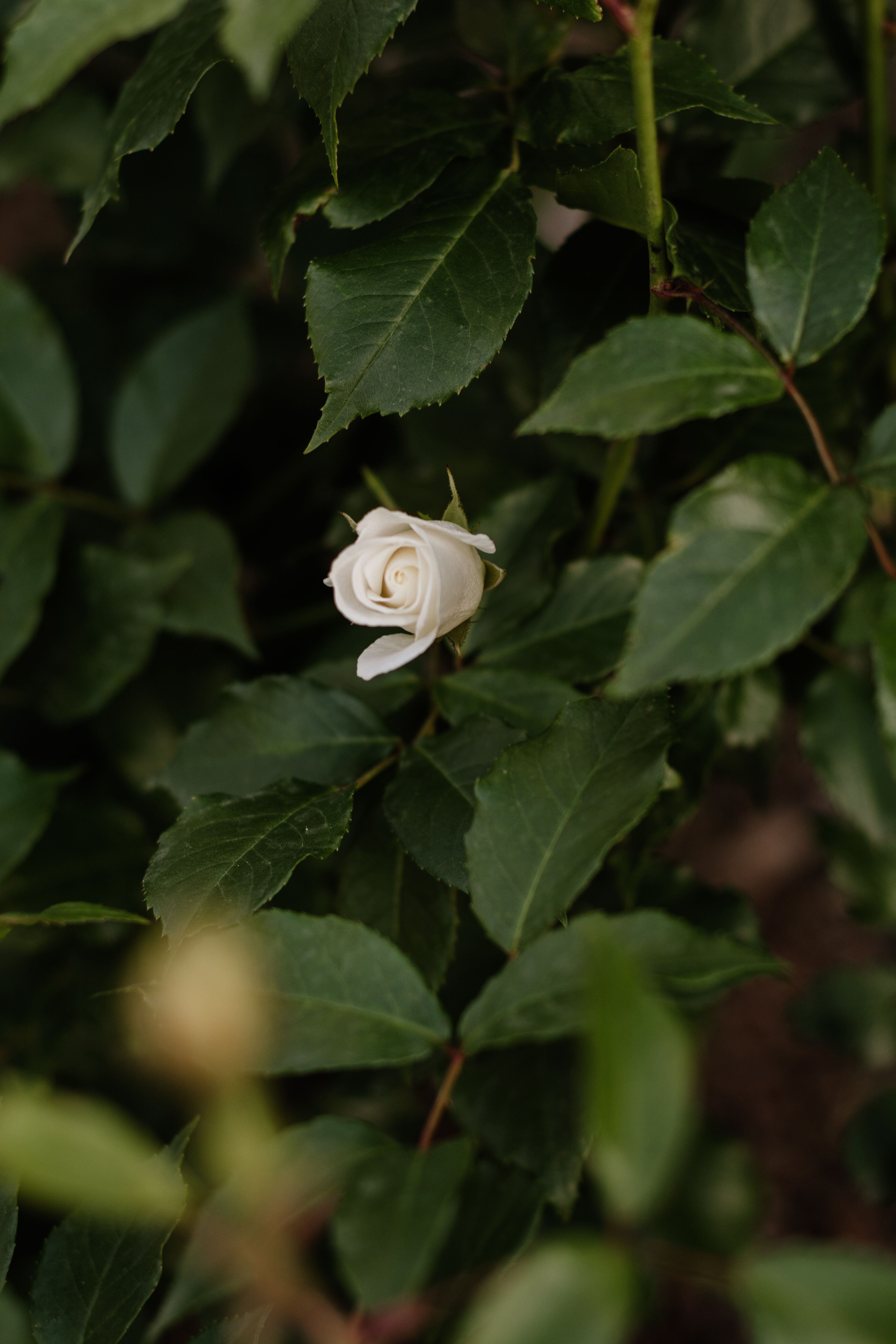 White Rose Bud Surrounded by Green Foliage Outdoors · Free Stock Photo