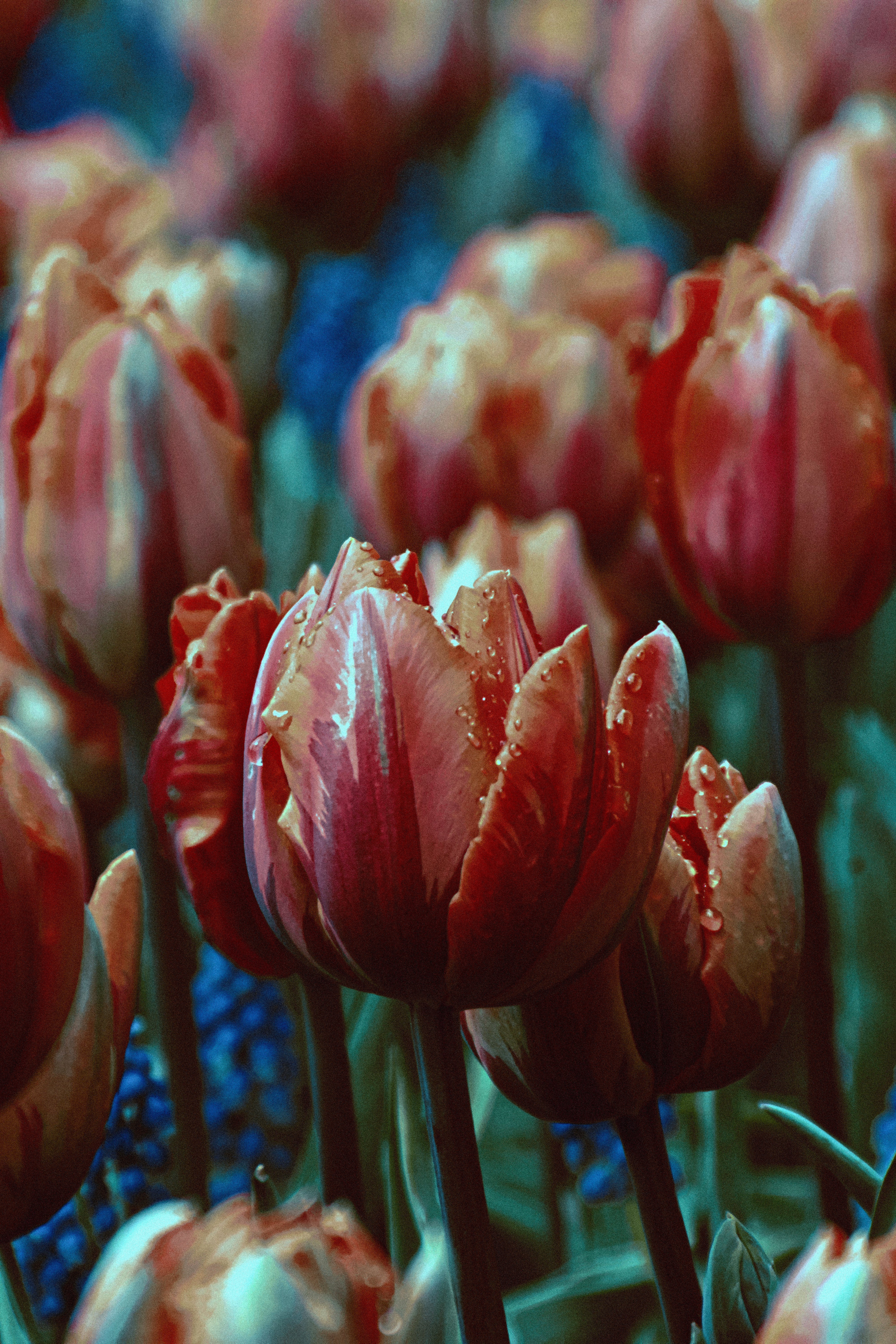 Therese Phillips - Photography
