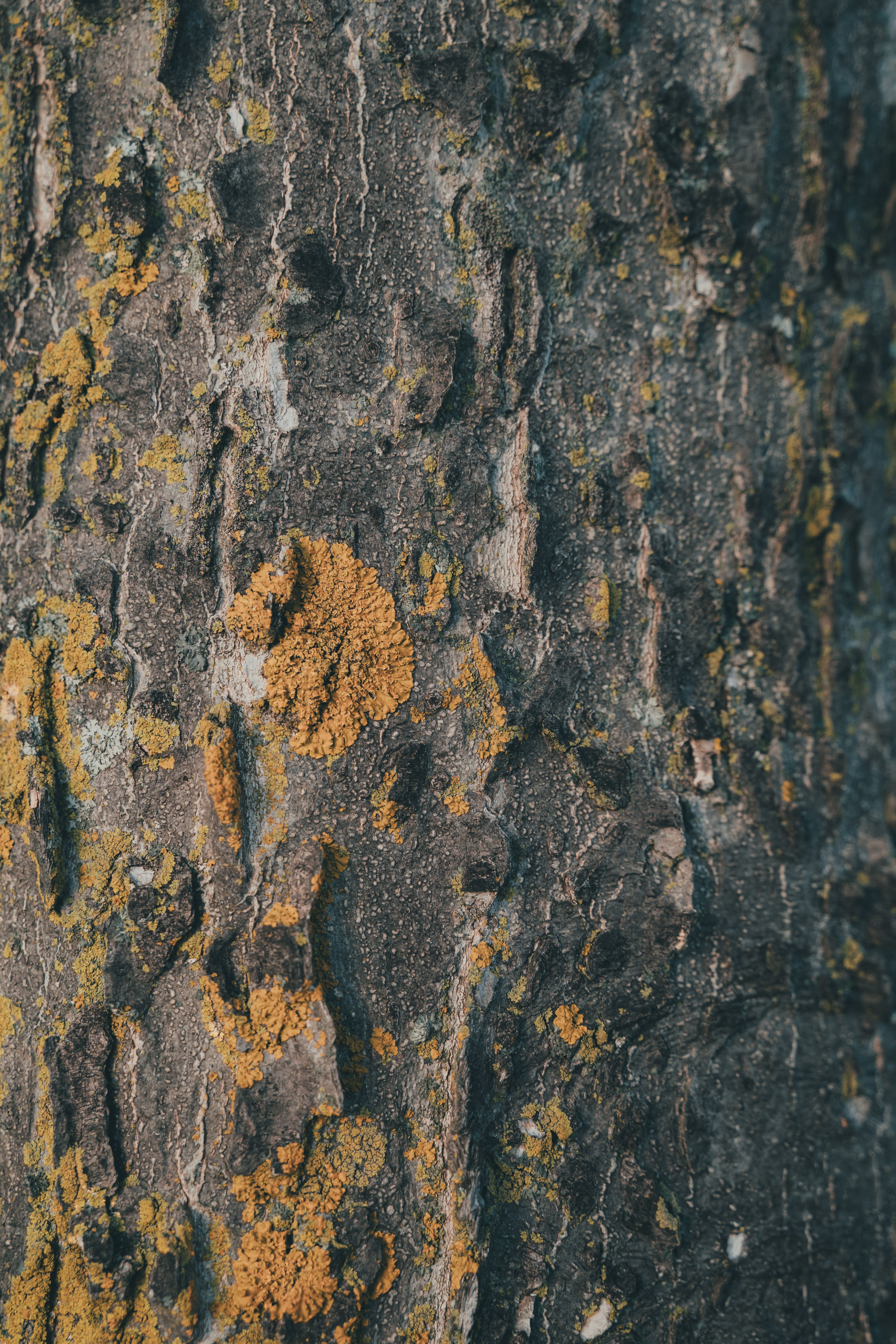 Close-up of Tree Bark with Lichen Texture · Free Stock Photo