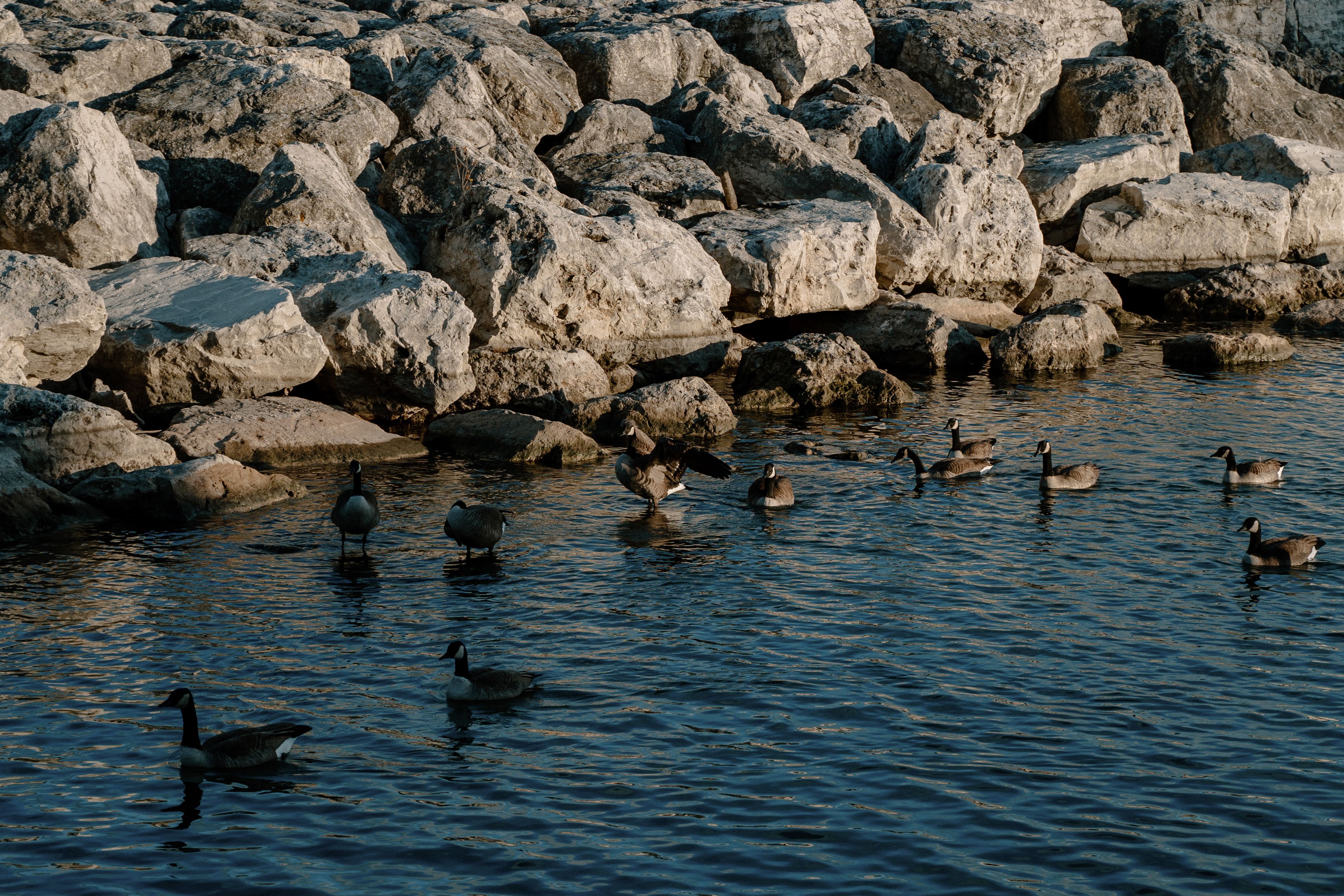 Canada Geese by Rocky Shoreline in Milwaukee · Free Stock Photo