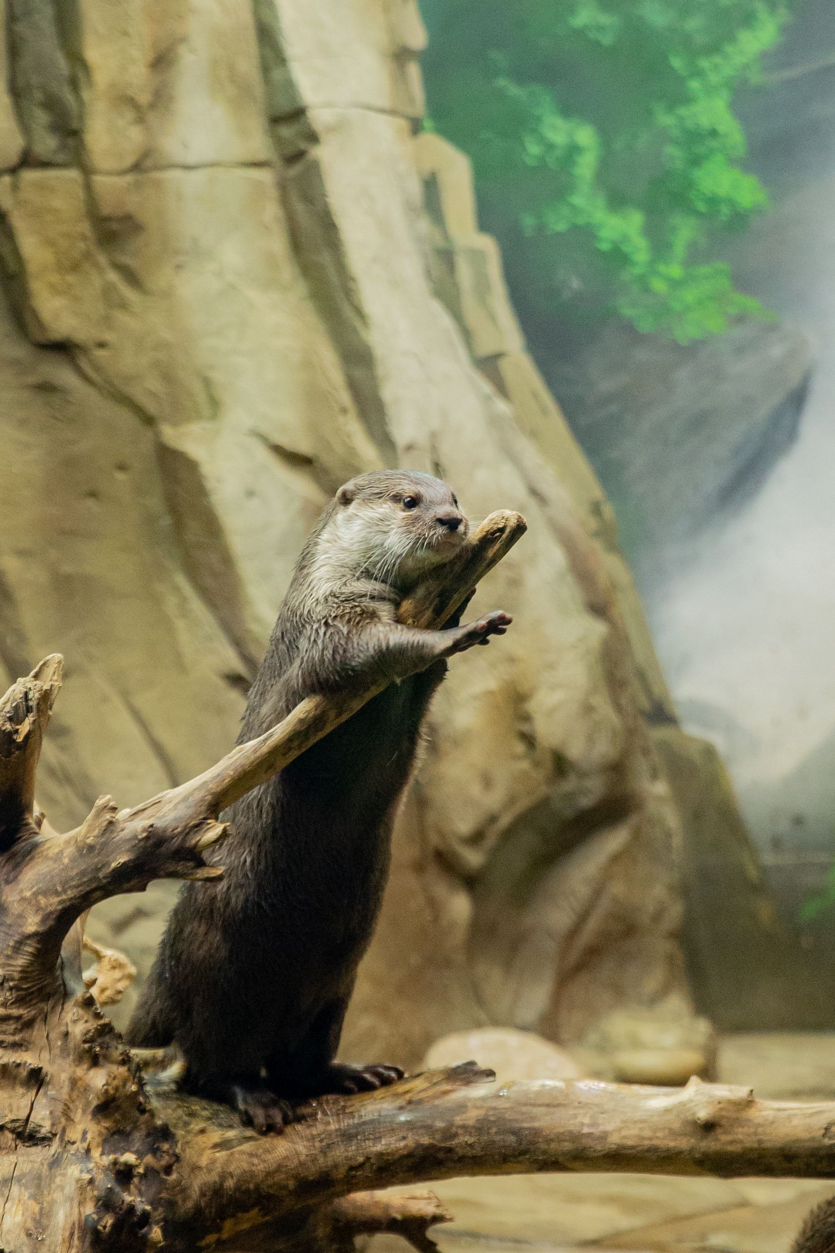 Nutria Parada Sobre Una Roca En Su Hábitat Natural · Foto de stock gratuita