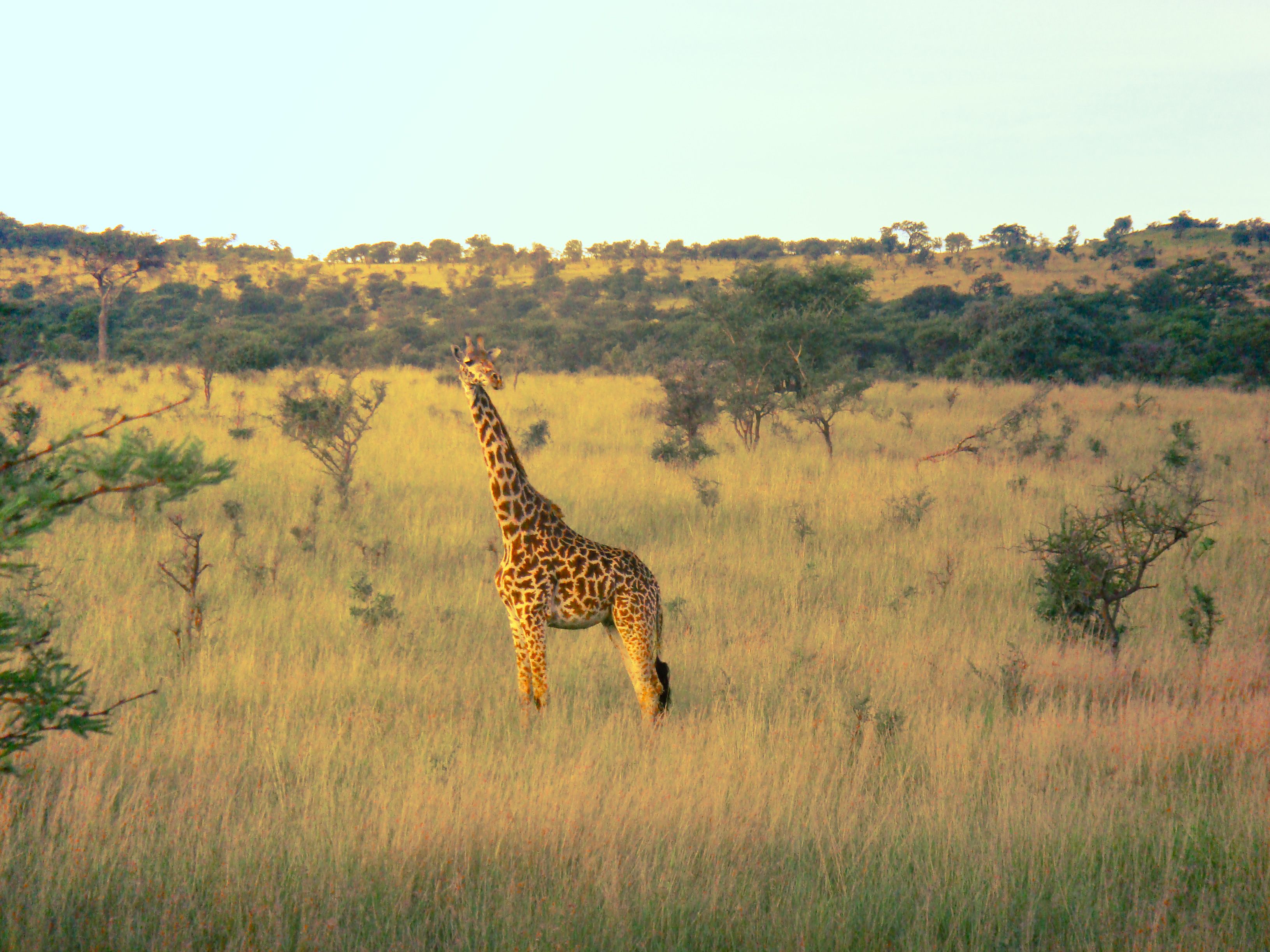 Serengeti Giraffe Grazing in Golden Grasslands · Free Stock Photo