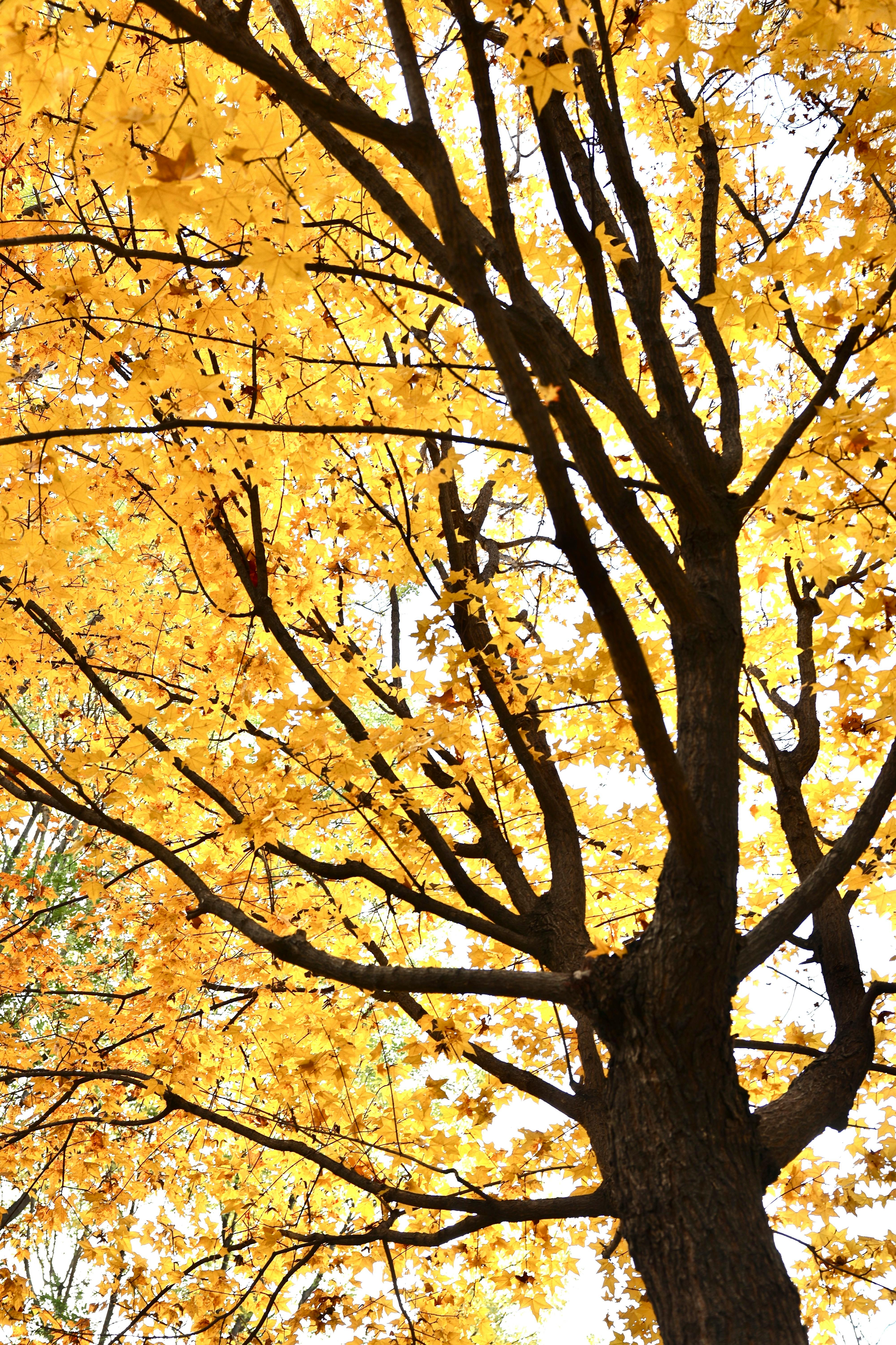 Golden Autumn Maple Tree Canopy · Free Stock Photo