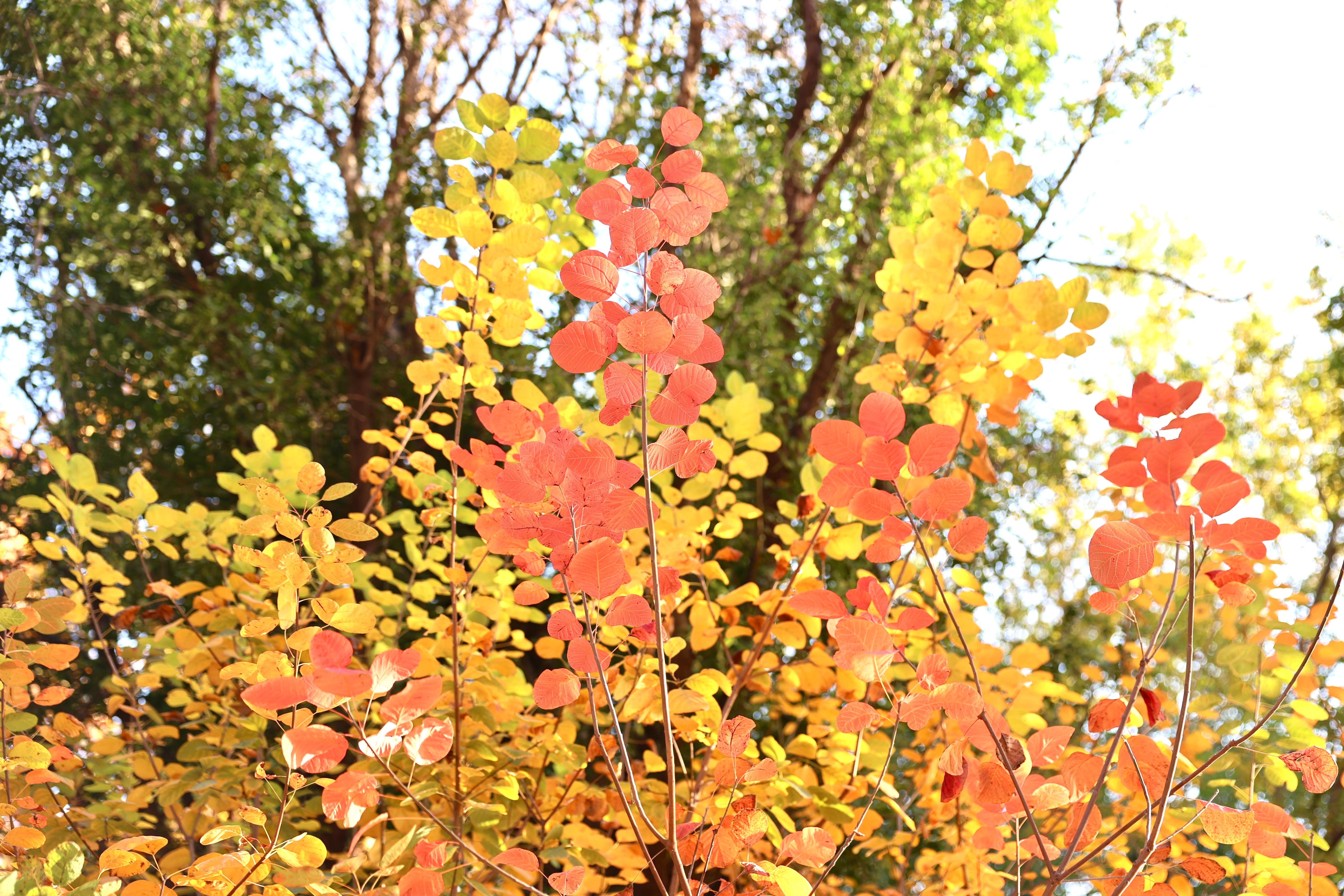 Vibrant Autumn Leaves in Sunlit Forest · Free Stock Photo