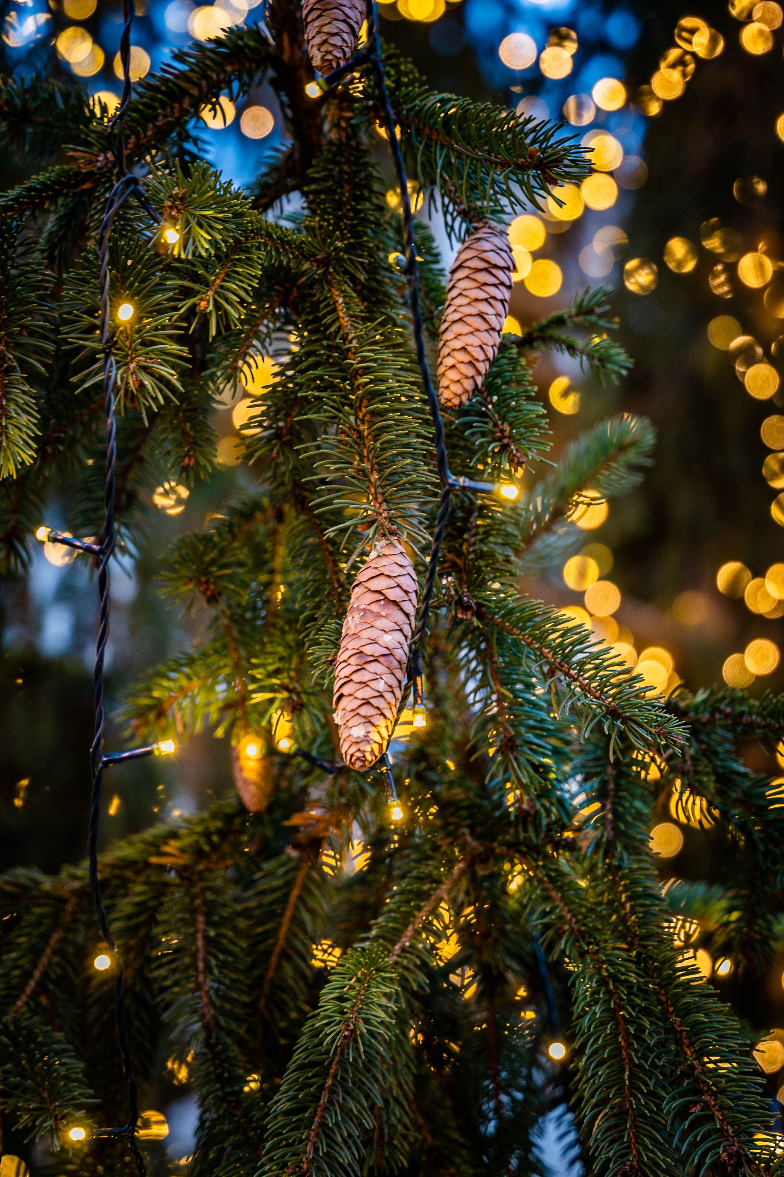 Festive Fir Tree Branch with Pine Cones and Lights · Free Stock Photo