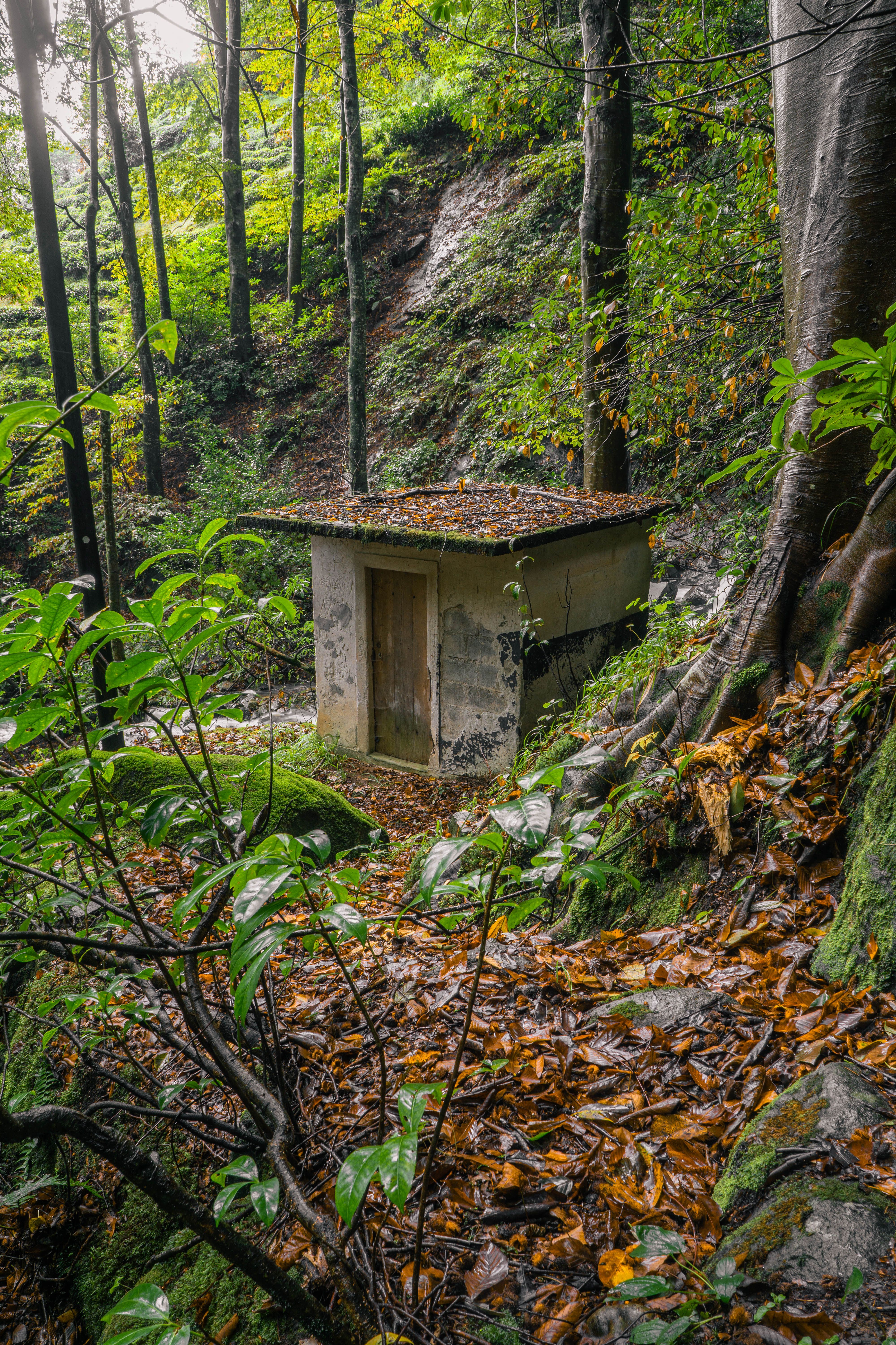 Mysterious Forest Hut Amid Lush Greenery · Free Stock Photo