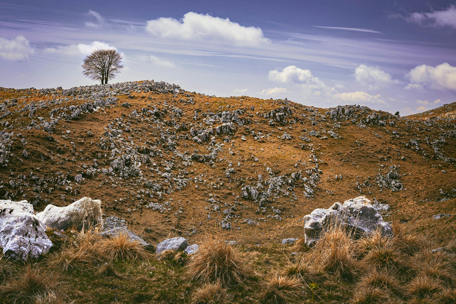 Single Tree Photos, Download The BEST Free Single Tree Stock Photos ...